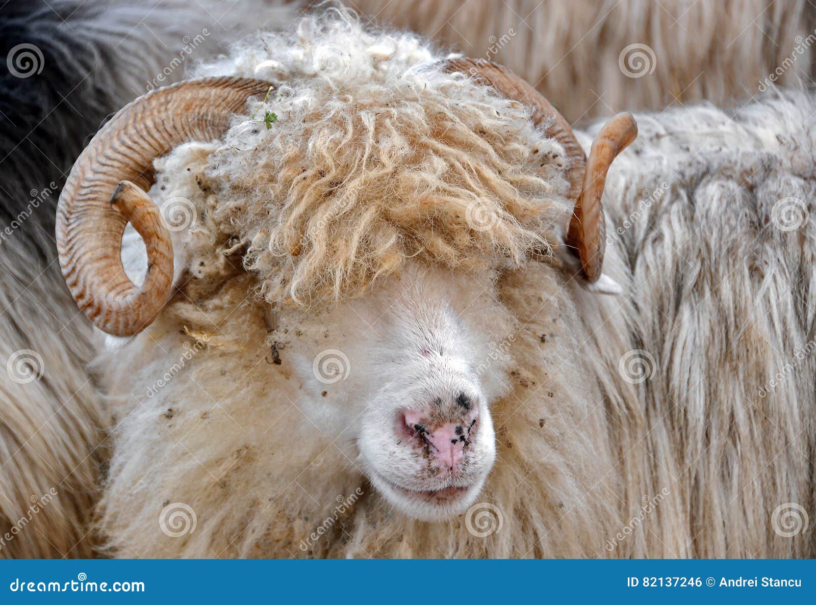 Sheep stock photo. Image of herd, shave, agriculture - 82137246