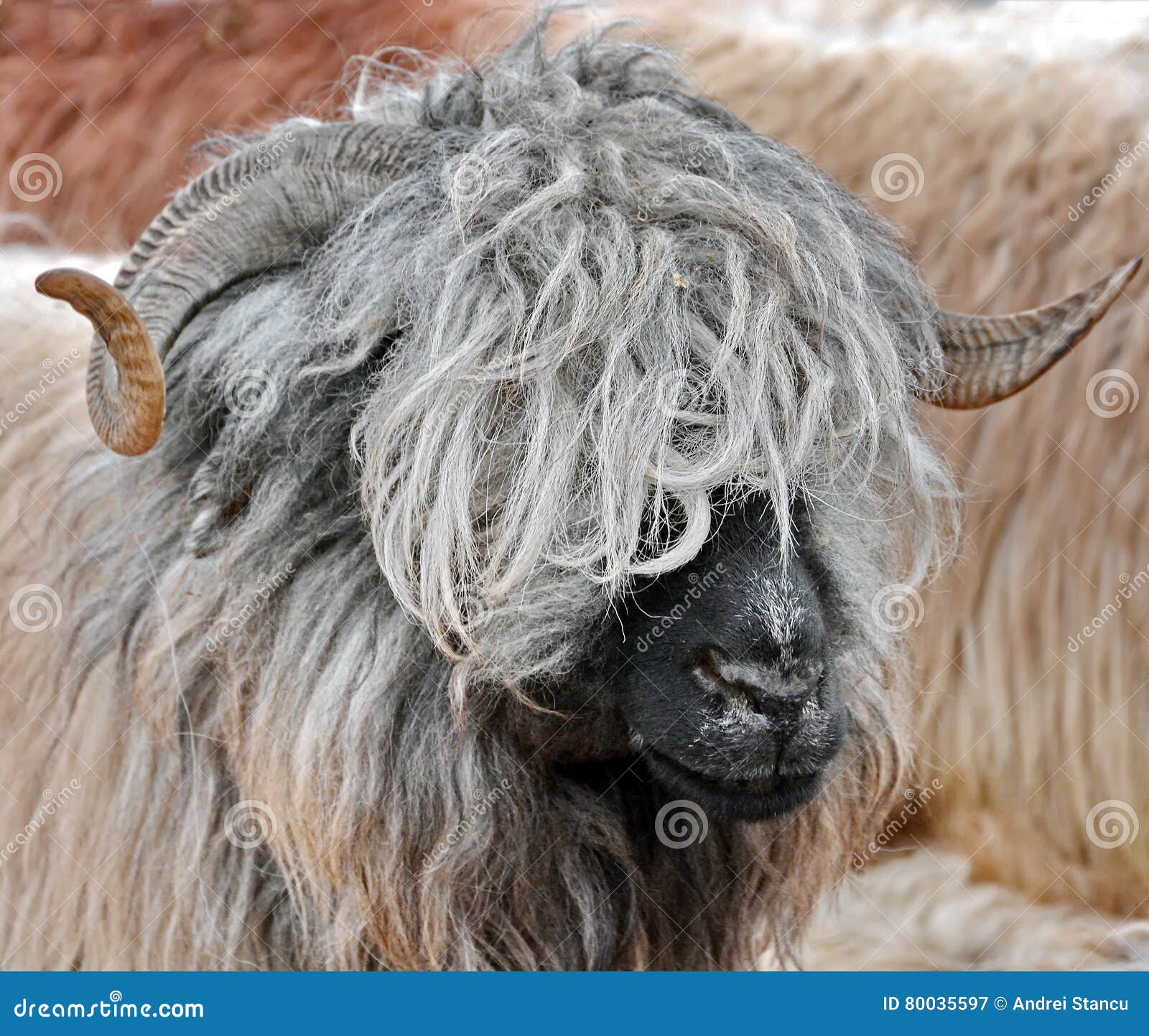 Sheep stock image. Image of pasture, organic, mammal - 80035597