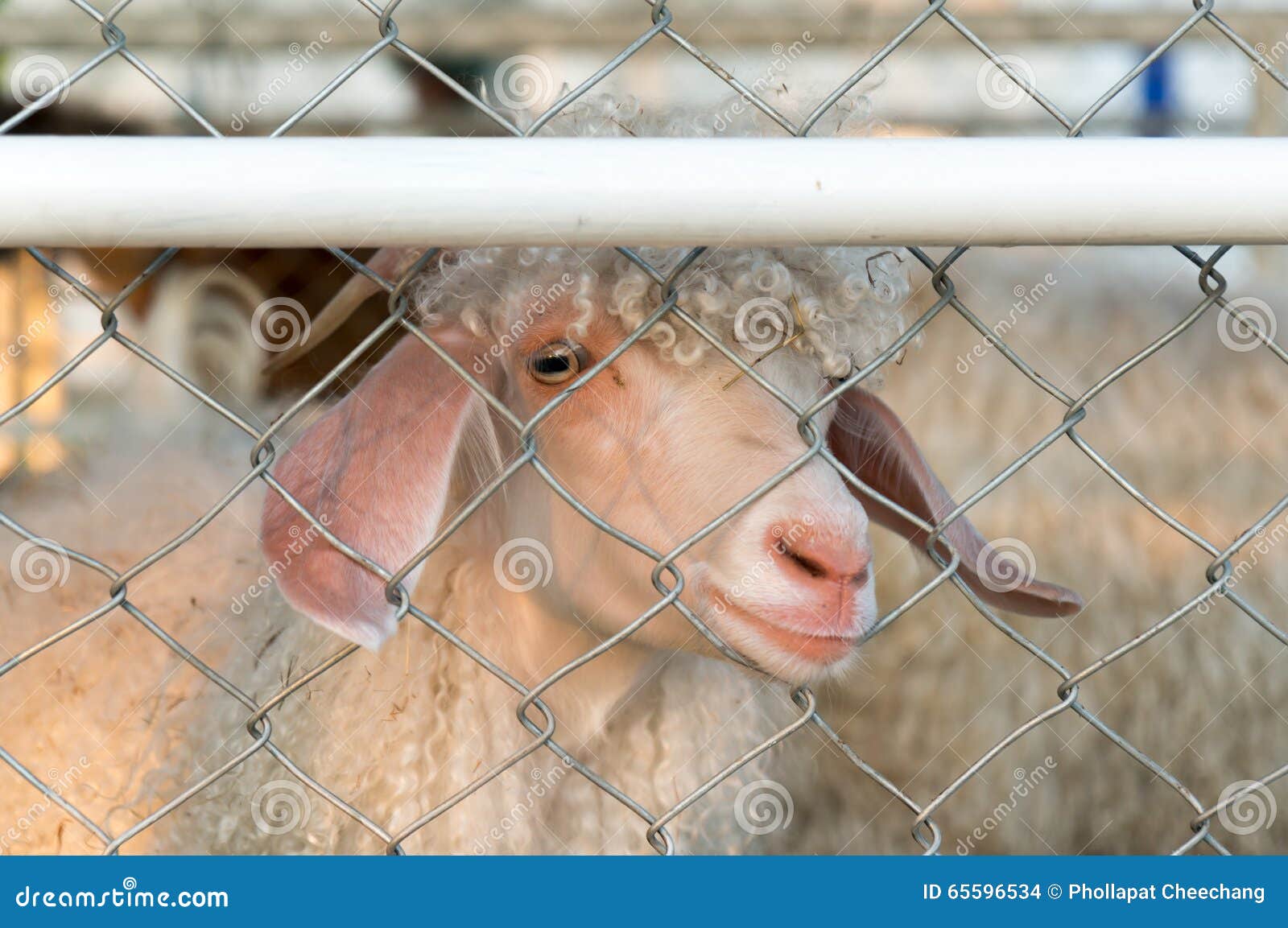 Sheep behind the cage stock photo. Image of natural, wool - 65596534