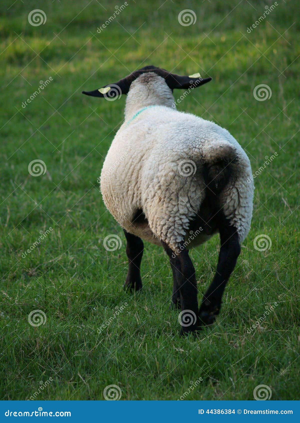Sheep from behind stock photo. Image of farm, animal - 44386384