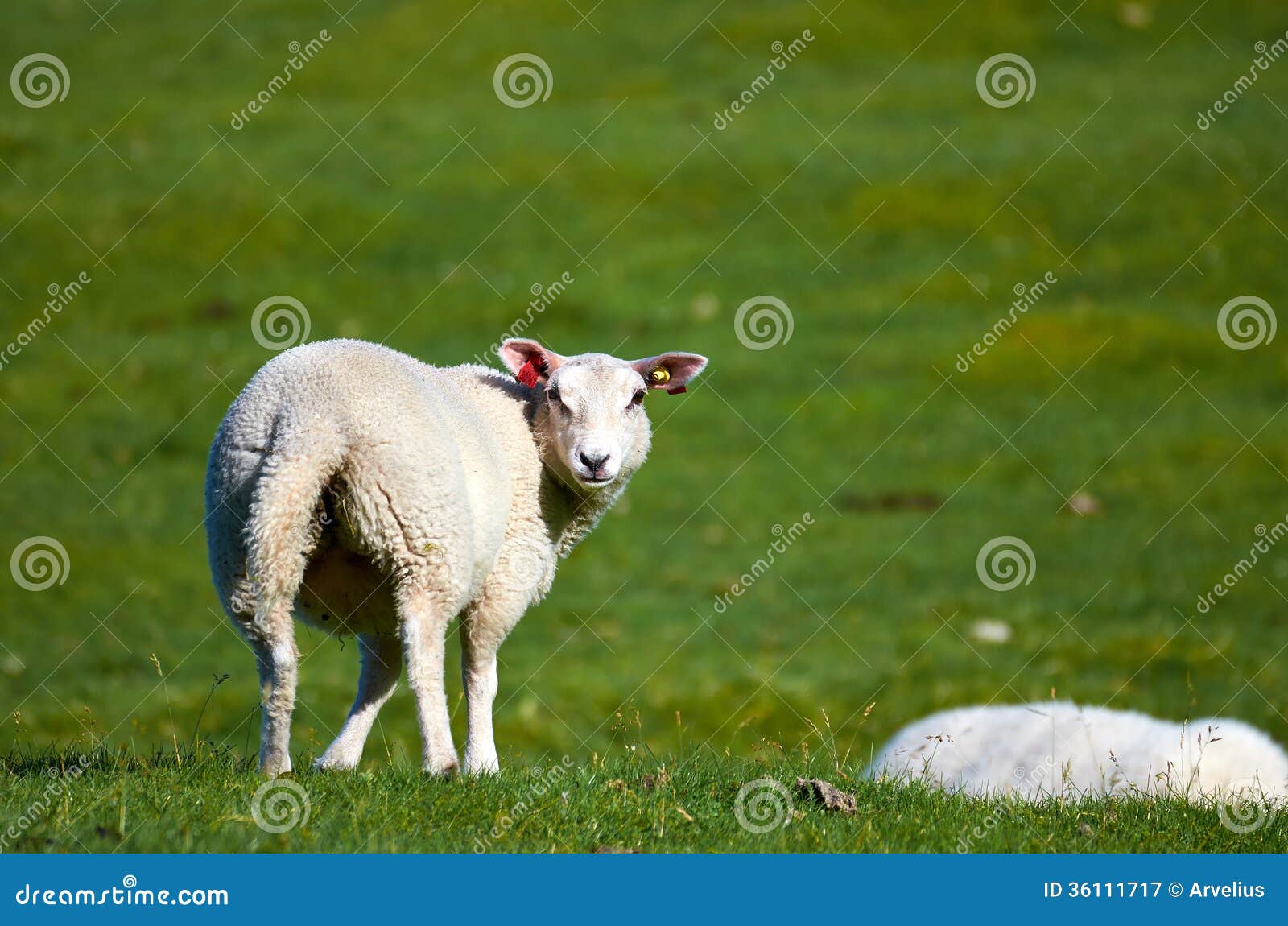 Sheep from a behind stock image. Image of animals, farm - 36111717