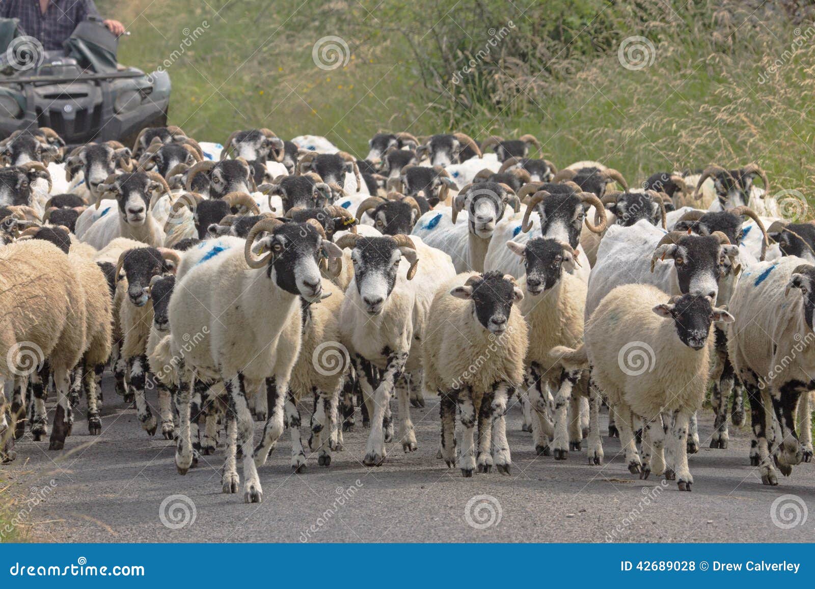 Sheep Being Driven Along a Lane. Stock Photo - Image of outdoors ...