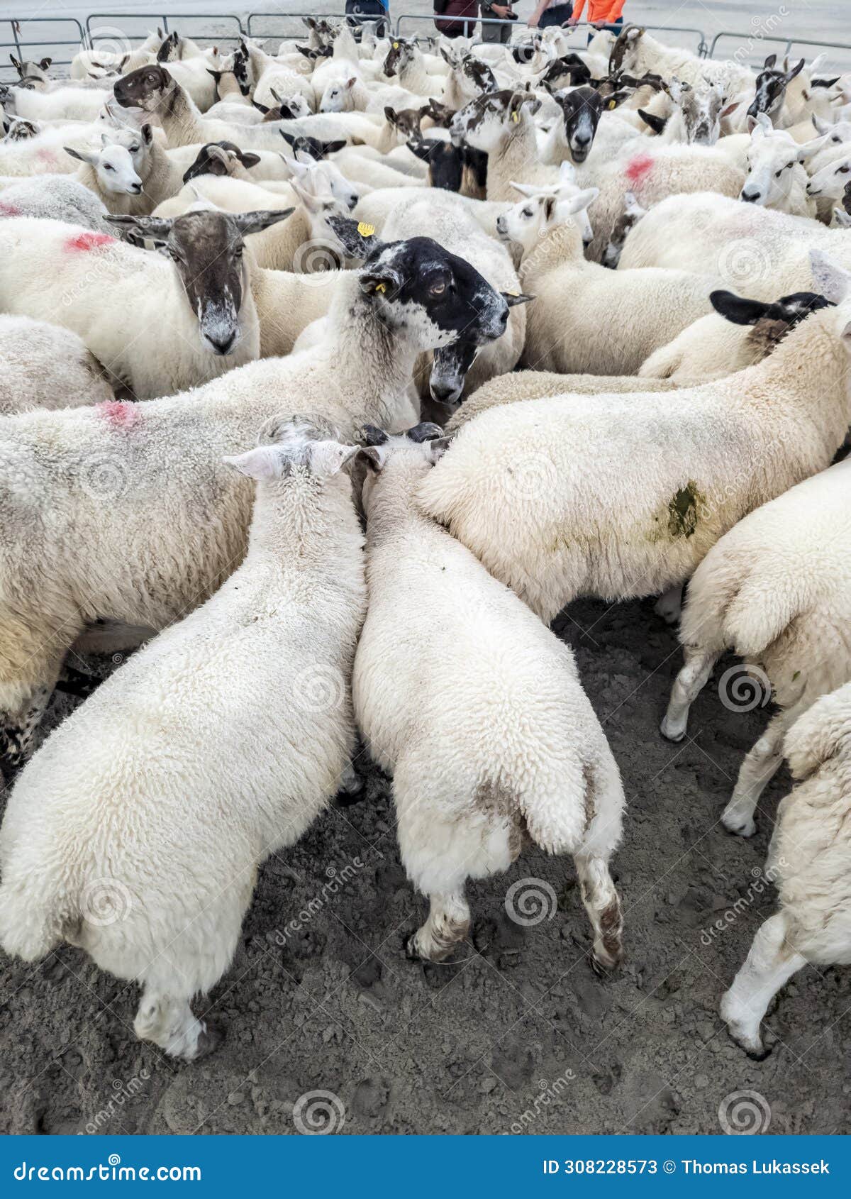 Sheep Being Gathered in Sheepfold at Narin Strand Stock Image - Image ...