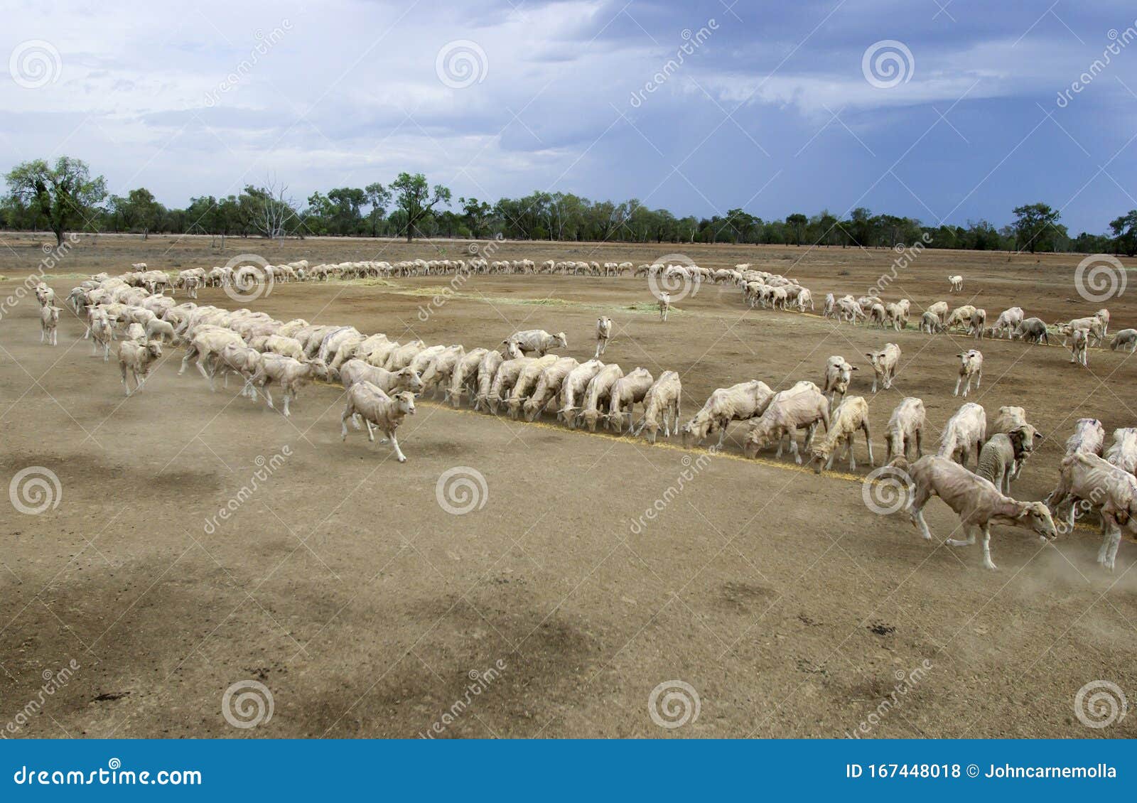 Sheep Being Hand Fed Corn on an Outback Sheep Station Stock Photo ...