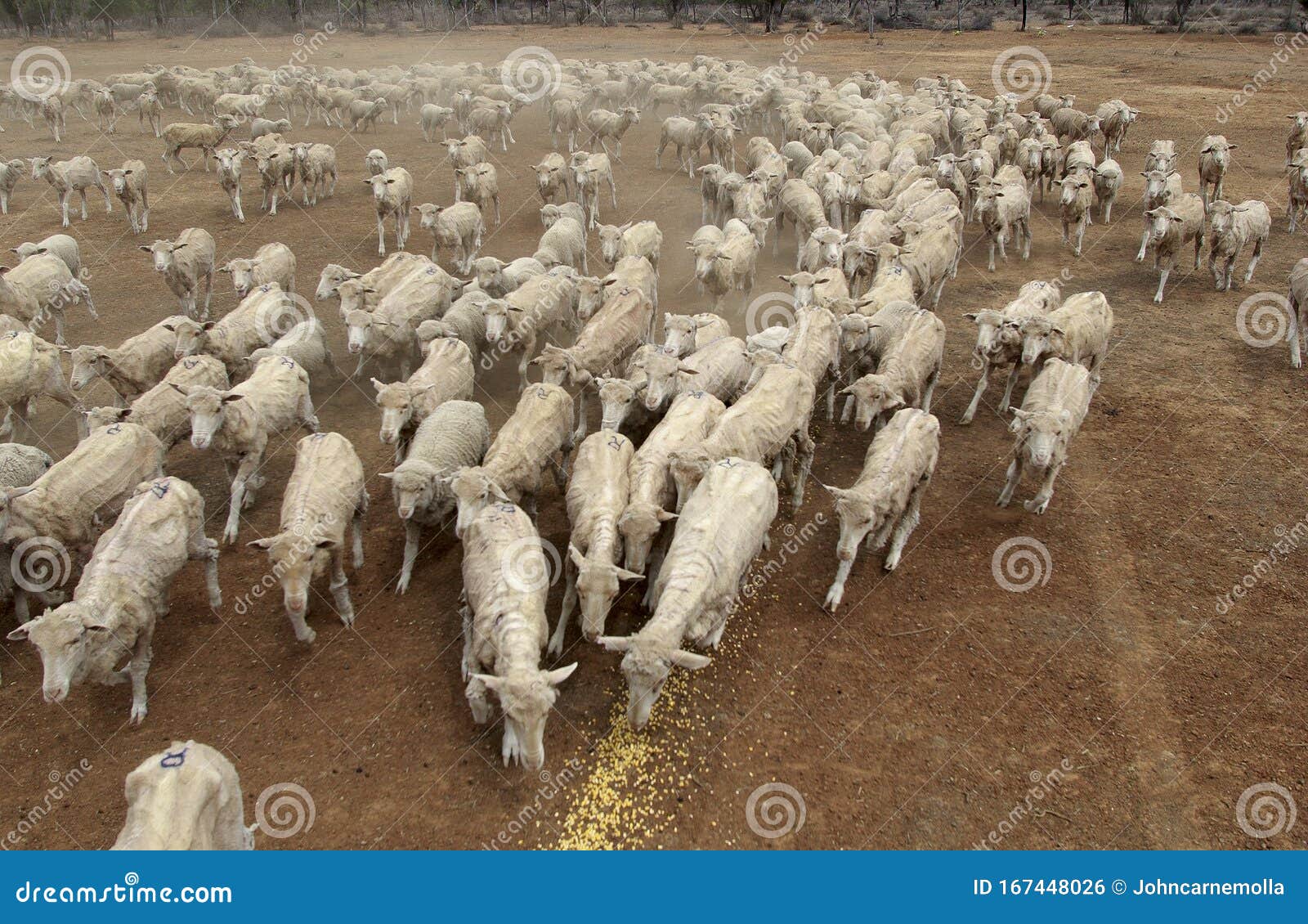 Sheep Being Hand Fed Corn on an Outback Sheep Station Stock Photo ...