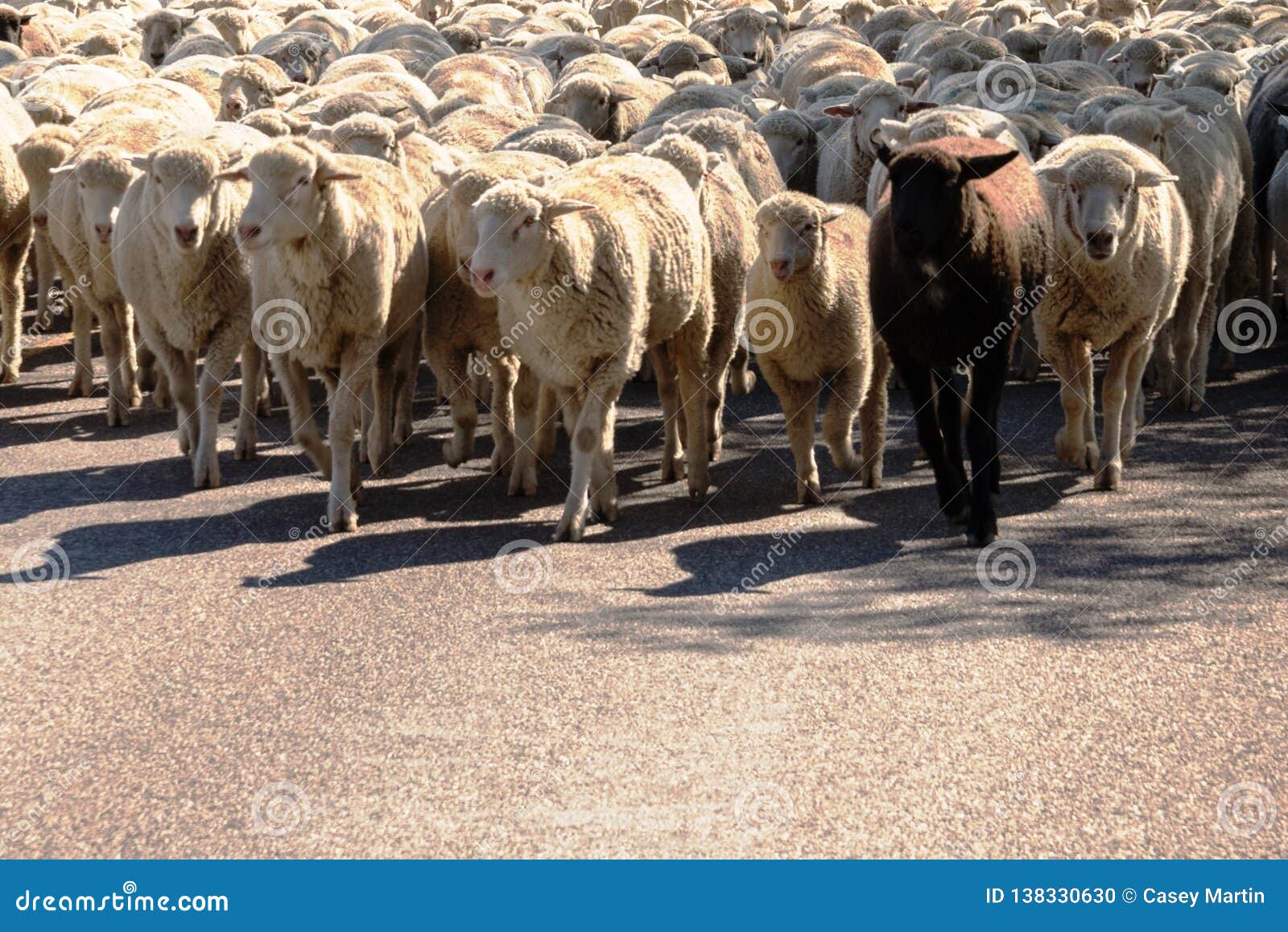 Sheep Being Herded on a Livestock Corridor Road Stock Photo - Image of ...
