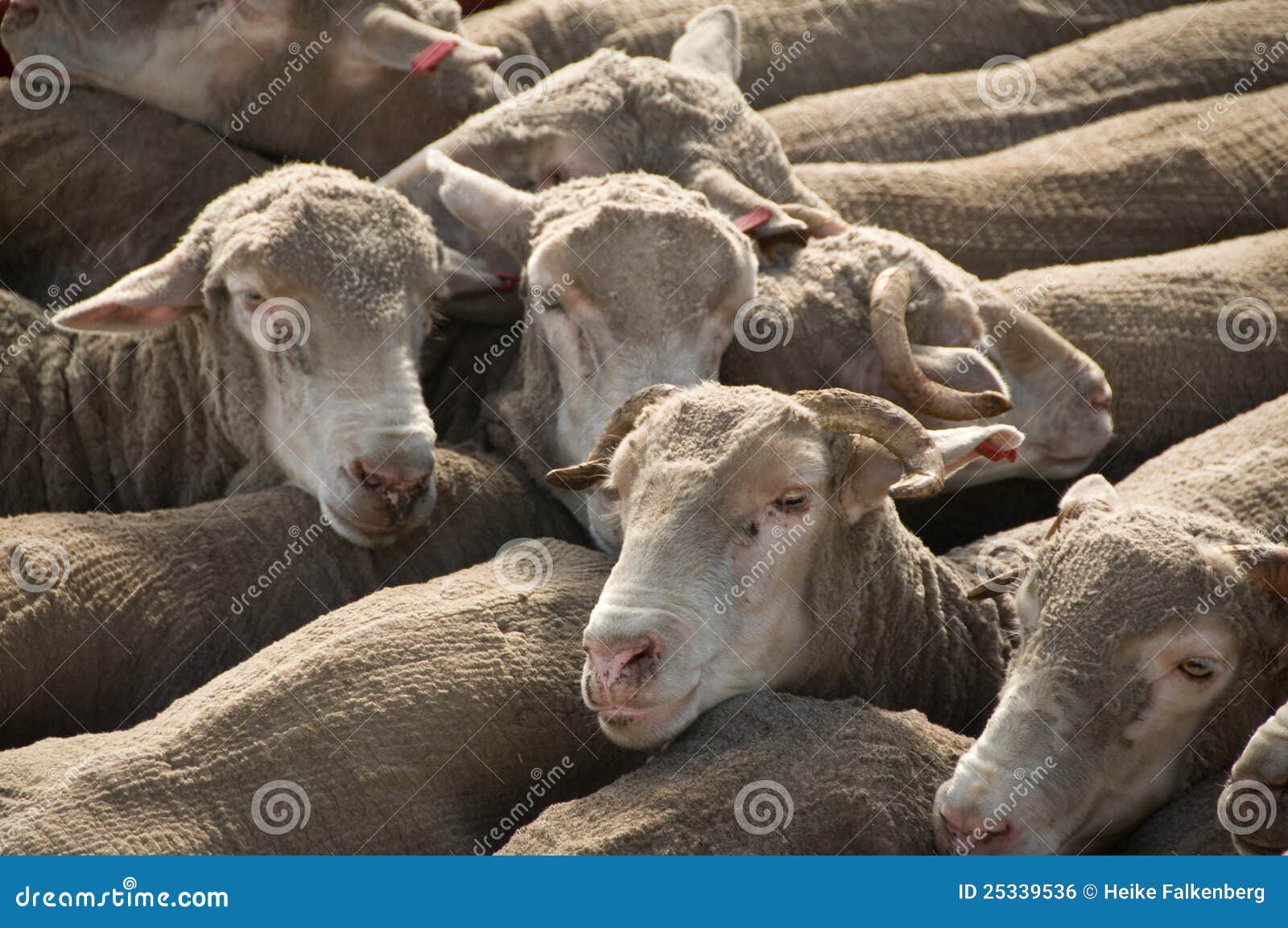 Sheep being transported stock photo. Image of looking - 25339536