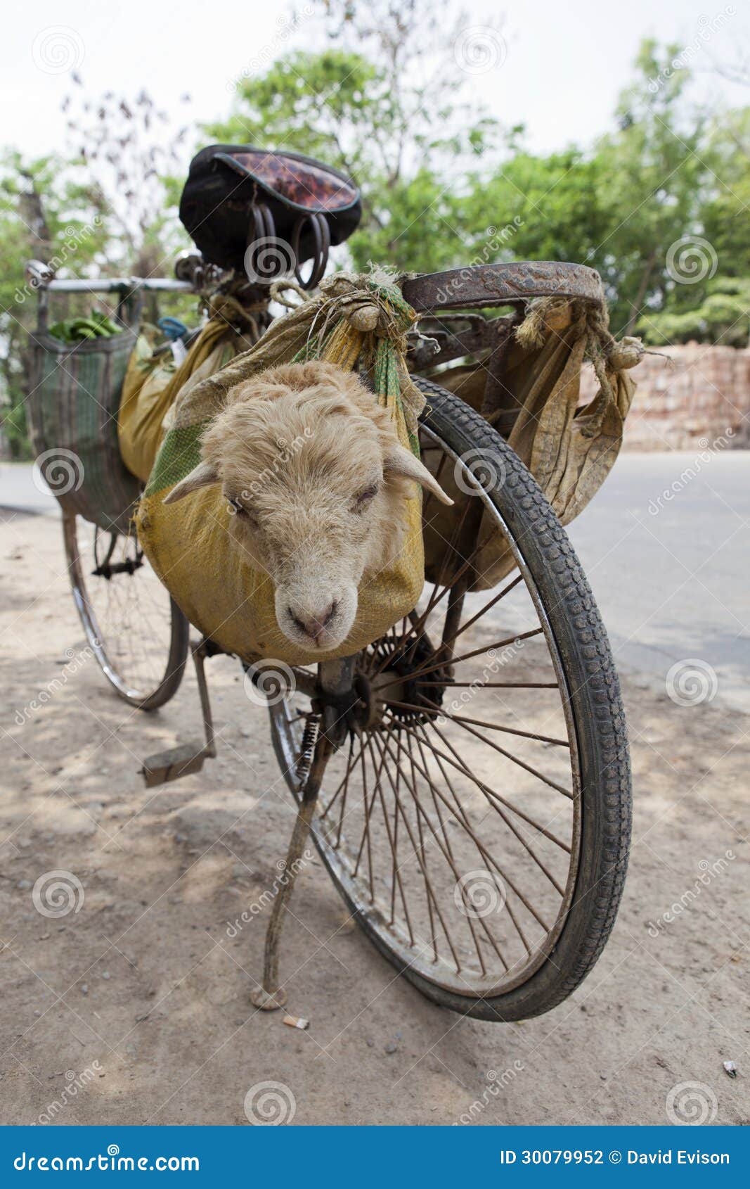 Sheep Riding A Bike