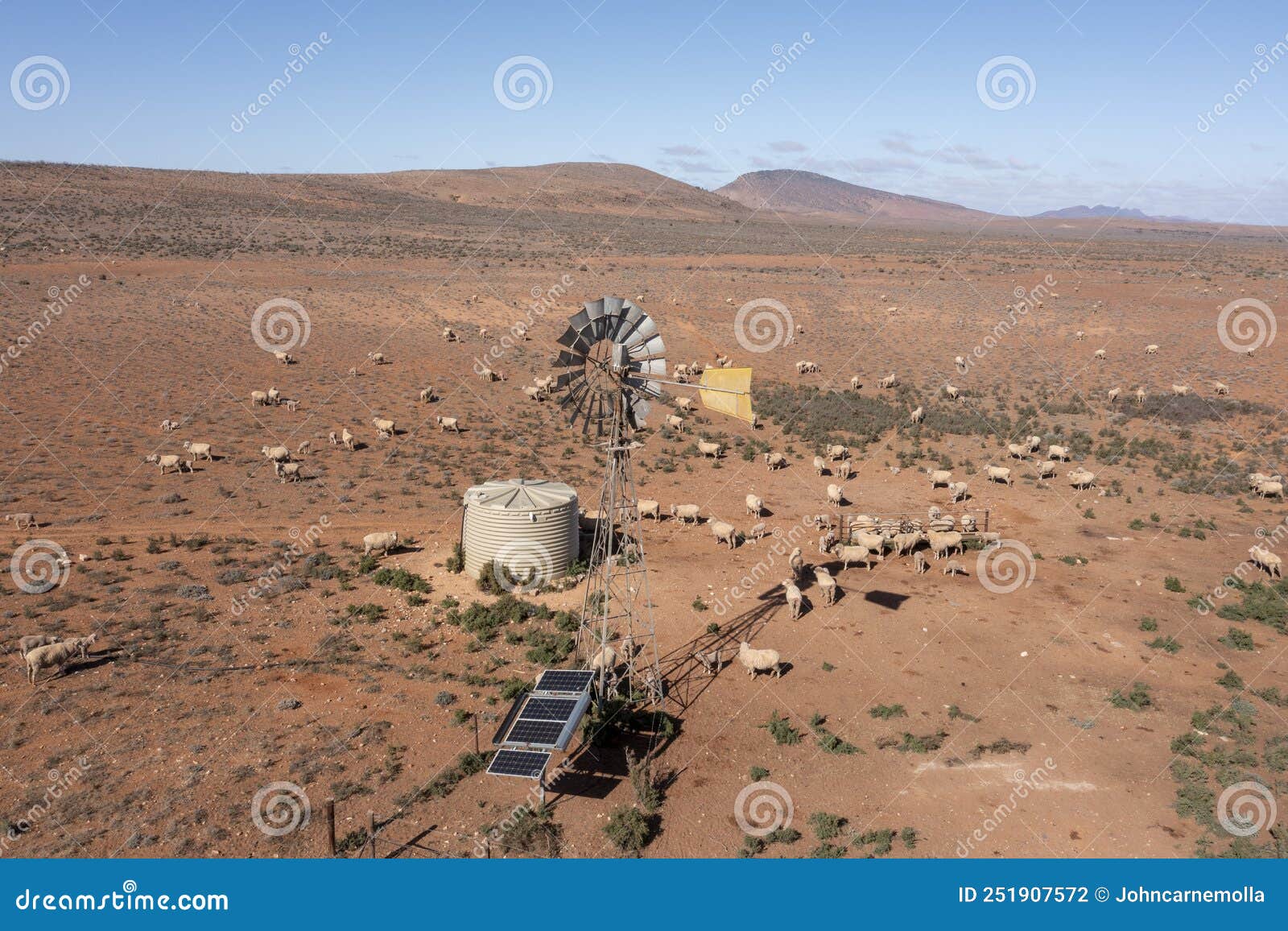 Sheep Being Watered at a Trough Stock Photo - Image of ranges, sheep ...