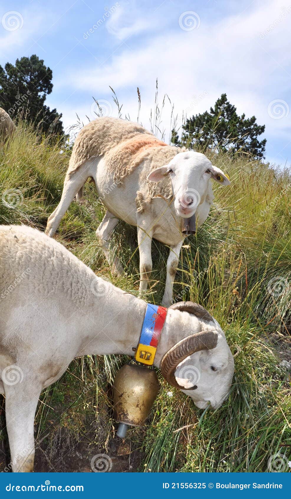 Sheep with a Bell Around His Neck Stock Image - Image of mountain, bell ...