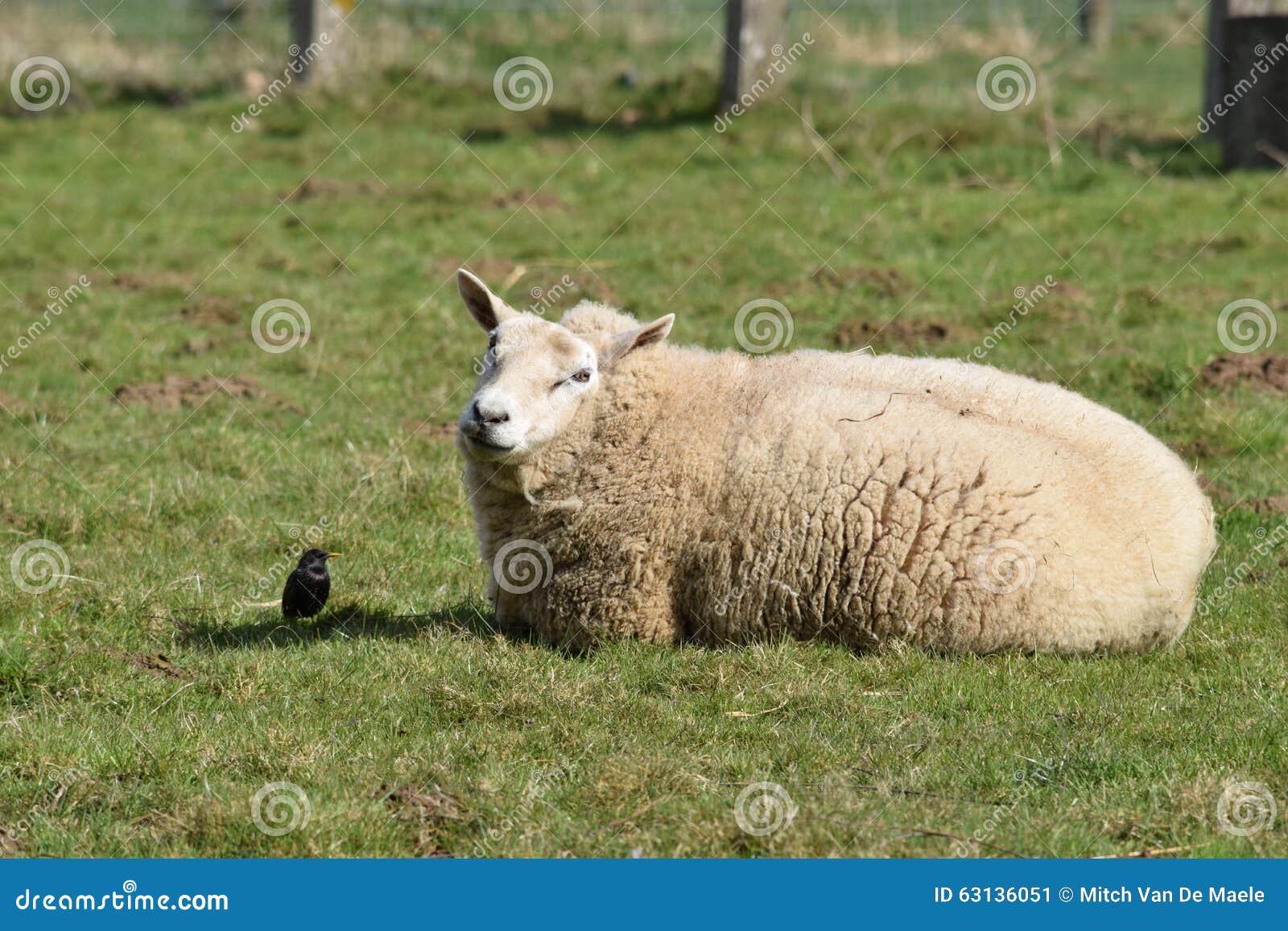 The sheep and a bird stock image. Image of smile, zandbergen - 63136051