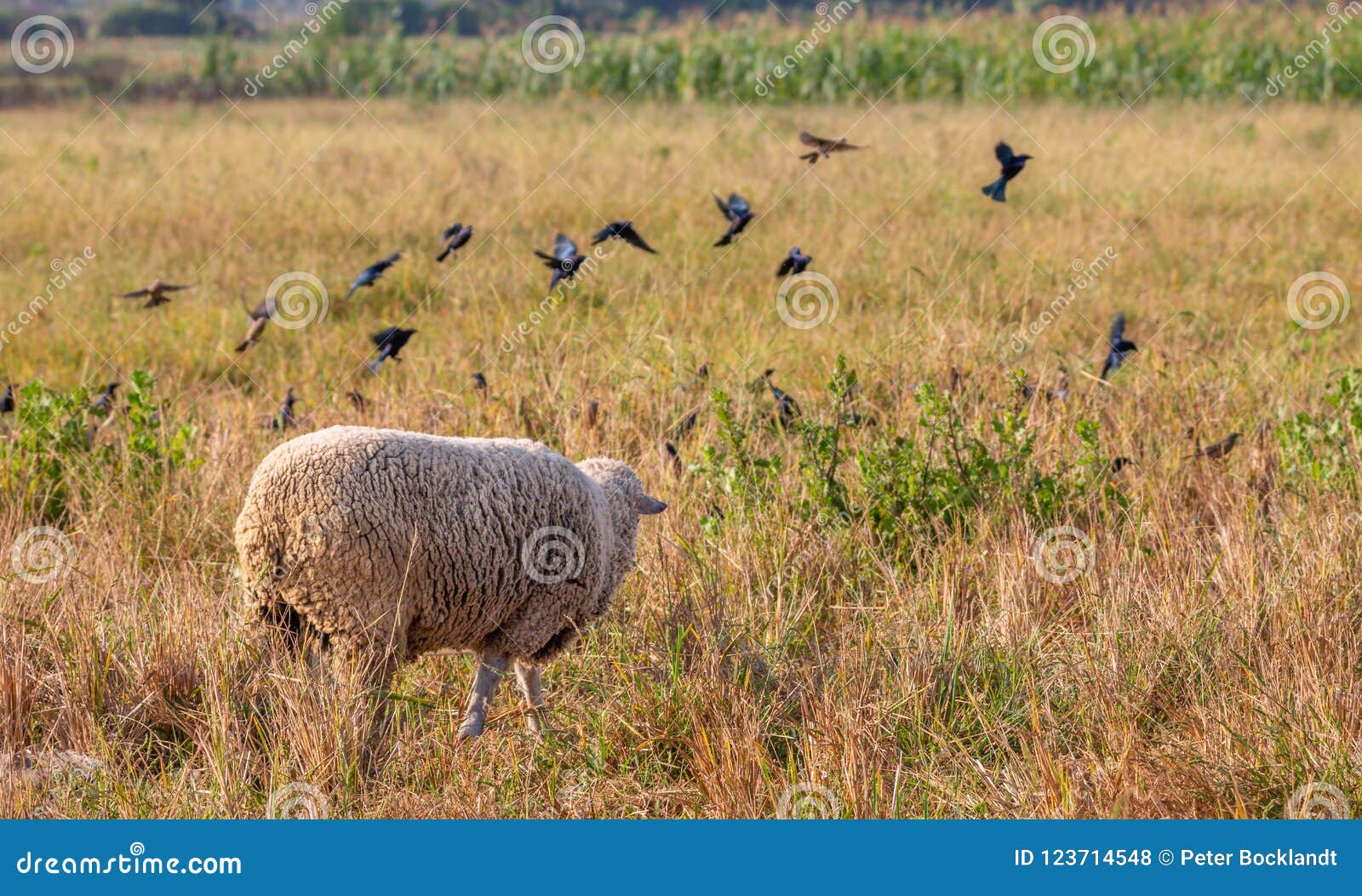 The sheep and the birds stock photo. Image of woolly - 123714548