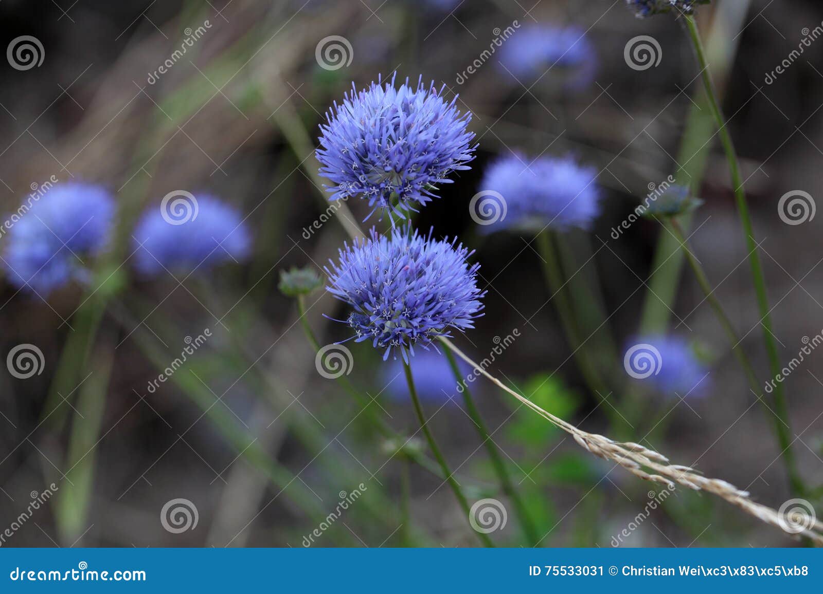 Sheep Bit Scabious (Jasione Montana) Stock Image - Image of buttons ...