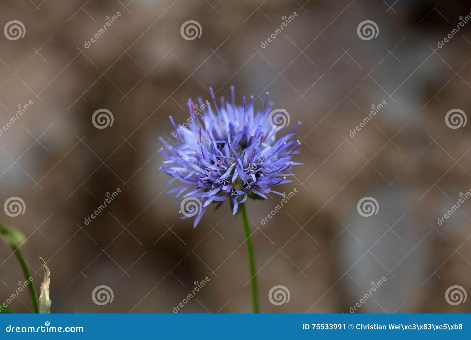 Sheep Bit Scabious (Jasione Montana) Stock Image - Image of buttons ...