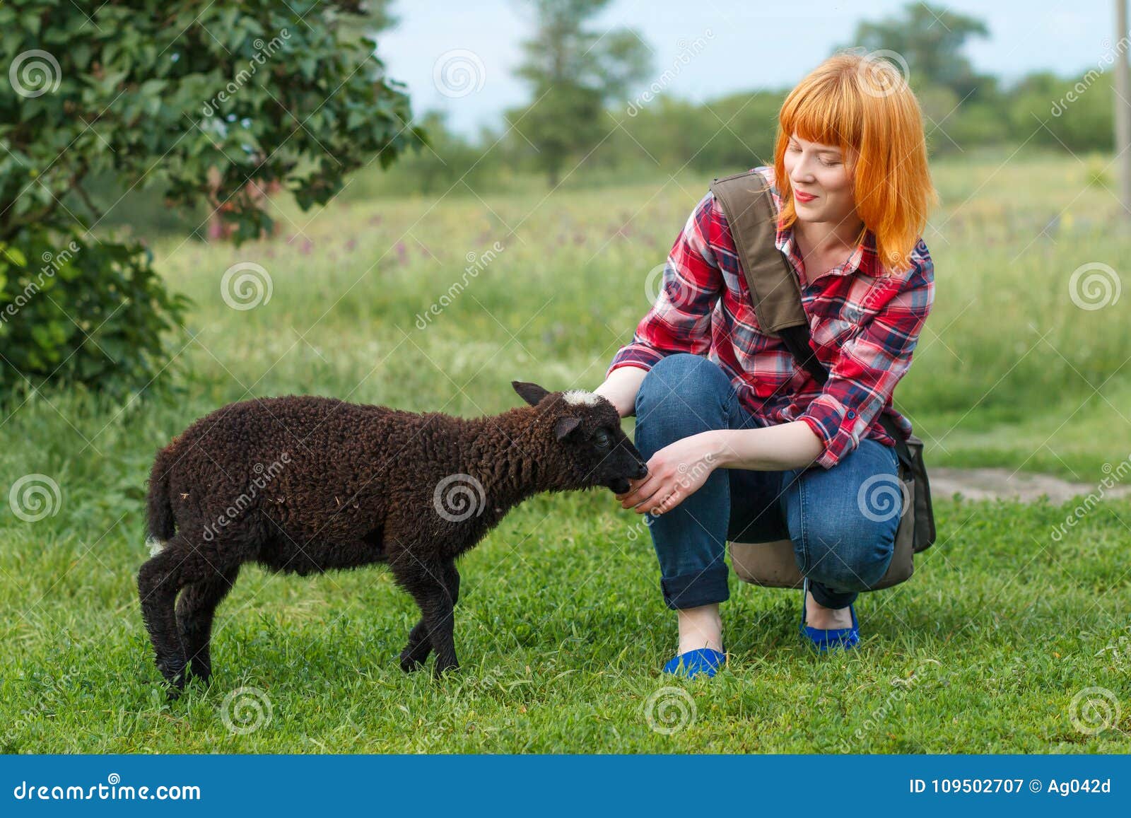 Sheep Biting the Finger of a Cute Red-haired Girl Stock Image - Image ...