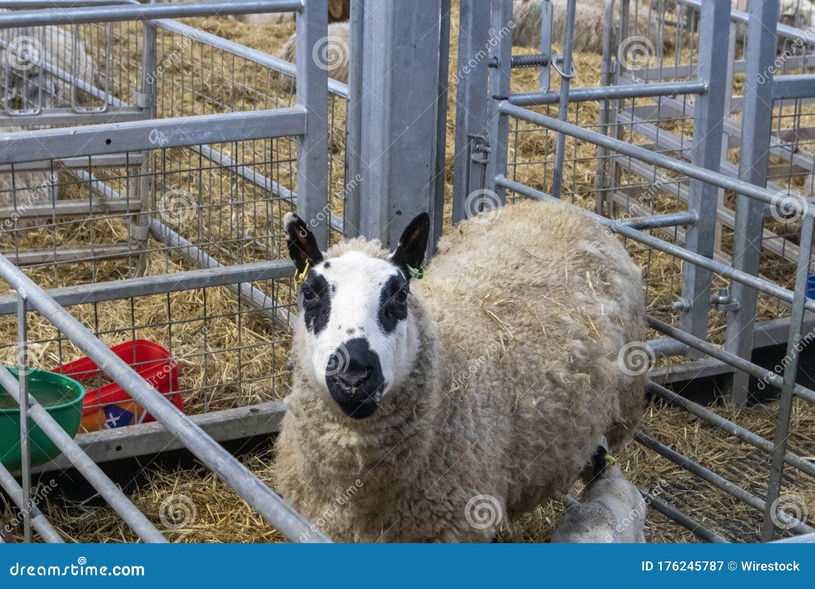 Sheep with Black Spots on Face and Ear Tags, Standing in a Pen Stock ...