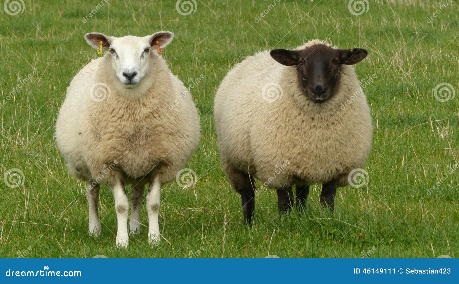 Sheep - Opposites concept stock image. Image of country - 46149111