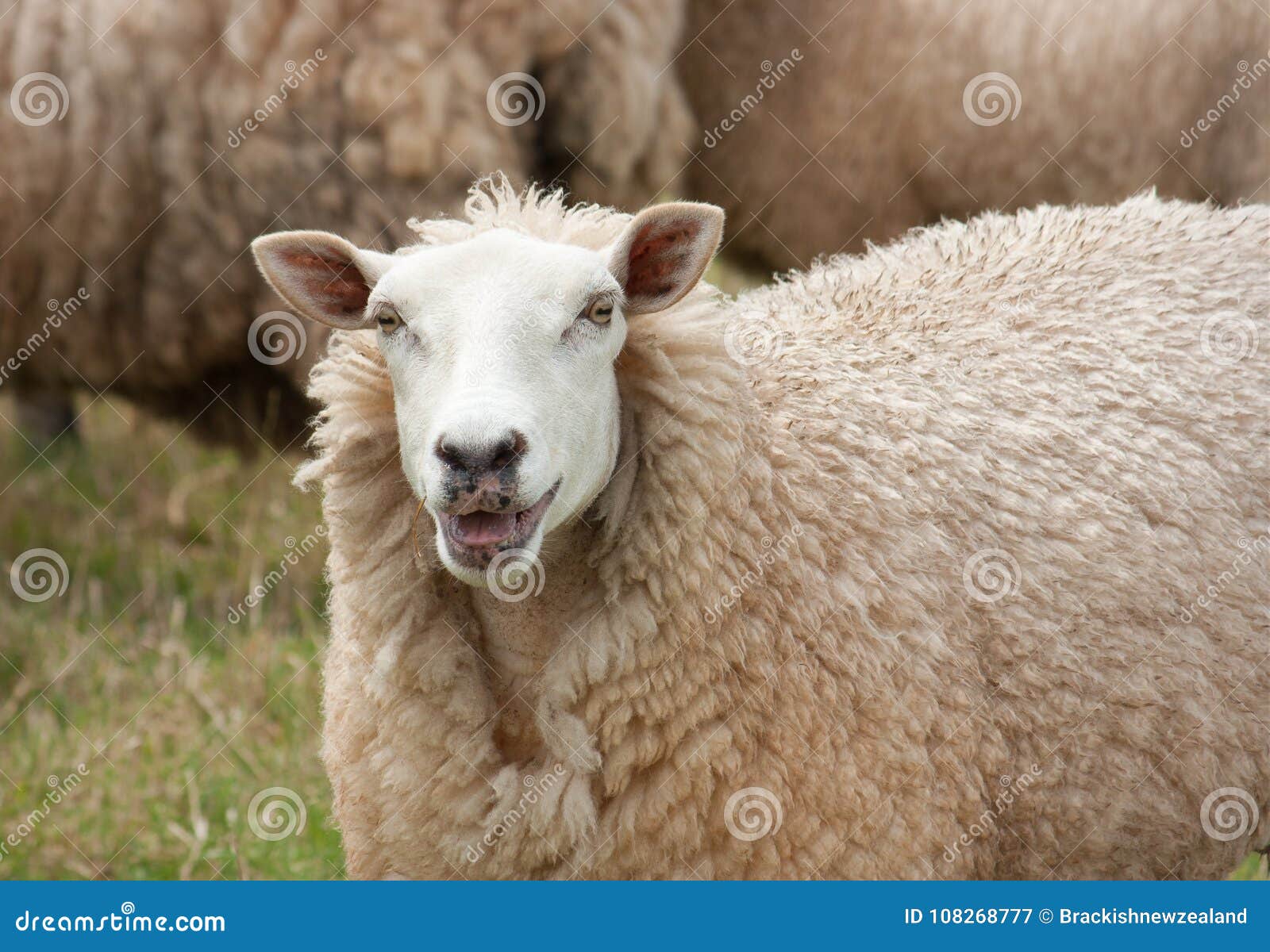 Bleating sheep stock image. Image of close, animal, grass - 108268777