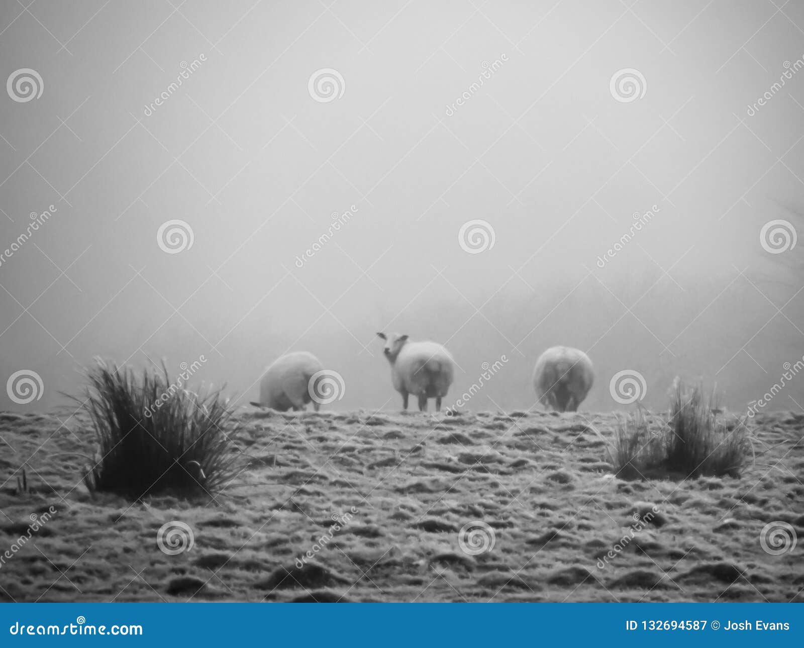 Sheep in the Mist stock image. Image of coat, animal - 132694587