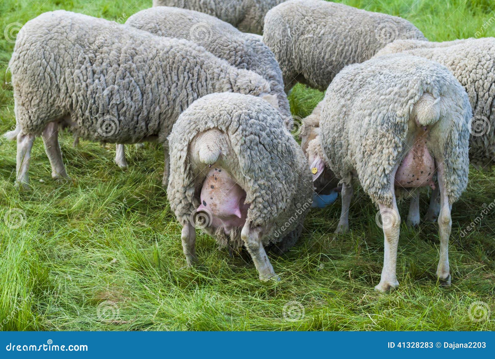 Sheep Bottom stock image. Image of sheep, lambs, wool - 41328283