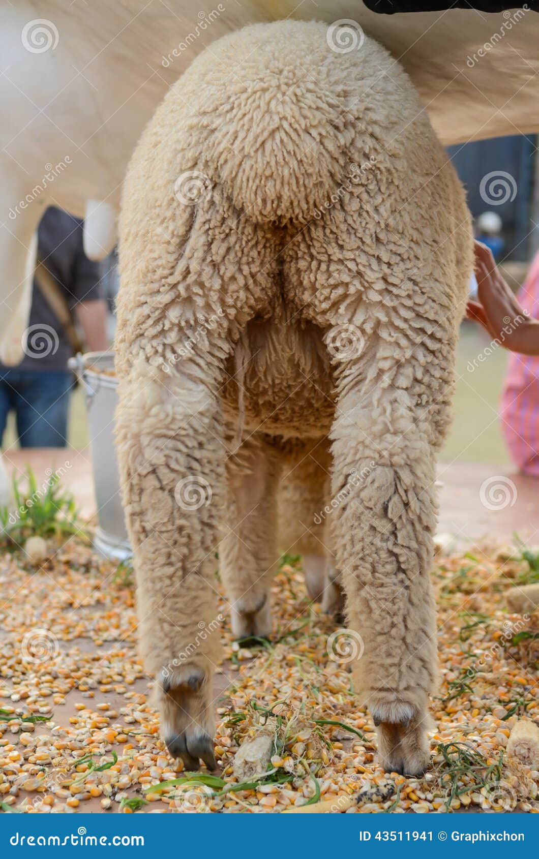 Sheep stock image. Image of bottom, aimal, small, standing - 43511941