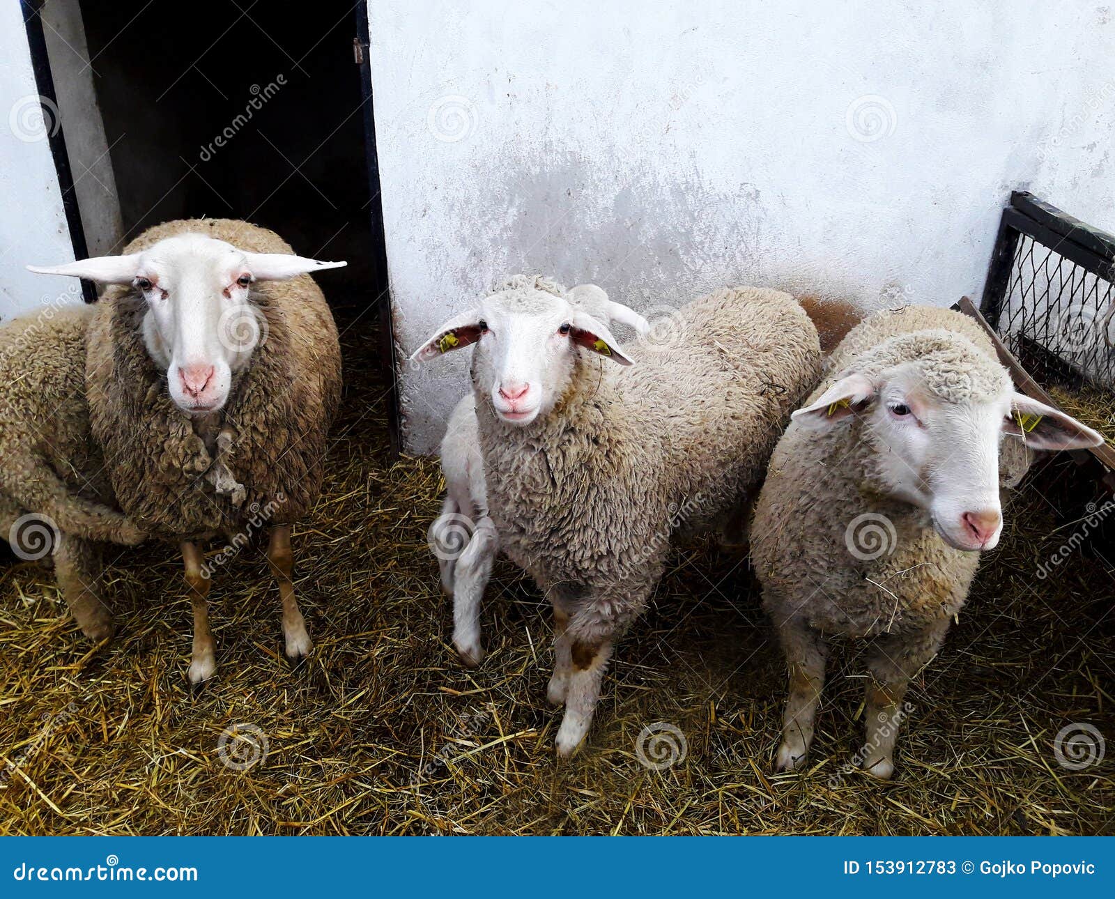 Sheep in a Box stock image. Image of cattle, domestic - 153912783