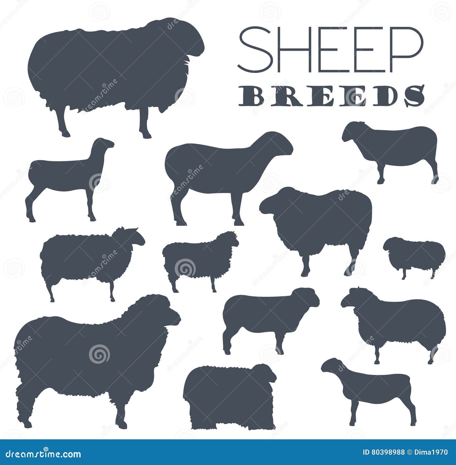 Sheep Breed Icon Set. Farm Animal Stock Vector - Illustration of animal ...
