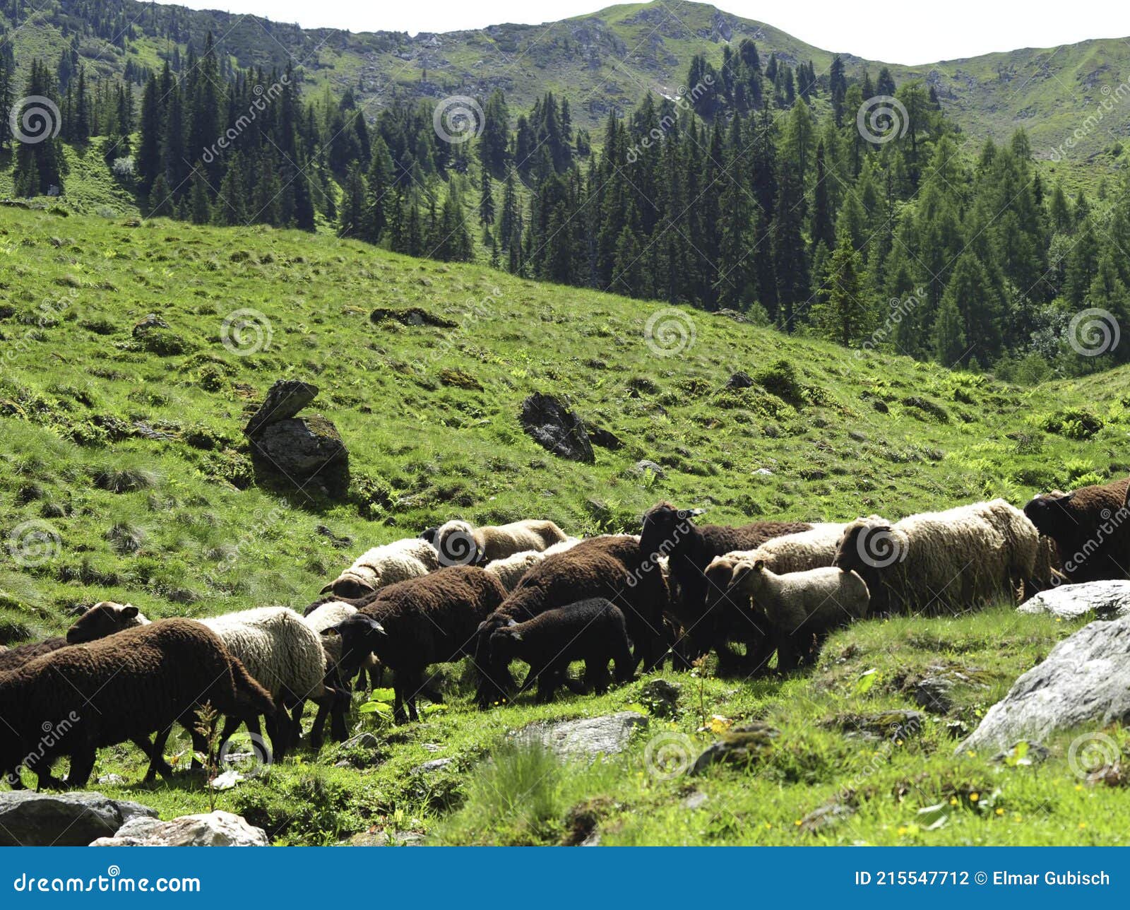 Sheep Breeding on the Mountain Pasture Stock Photo - Image of herd ...