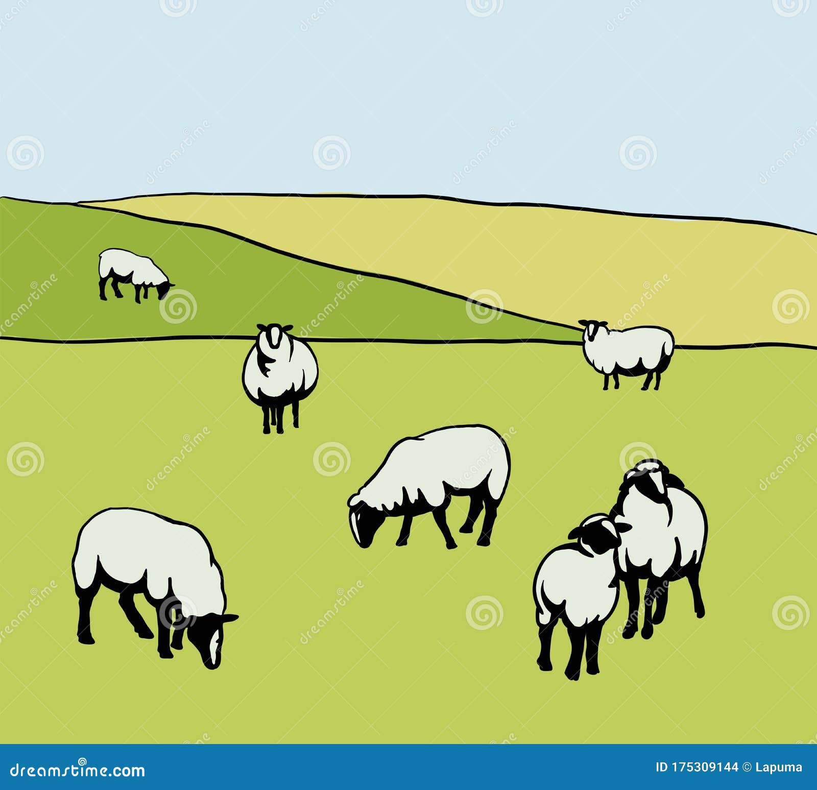 Sheep Breeding. Set of Simple Vector Illustrations on Meadow Background ...