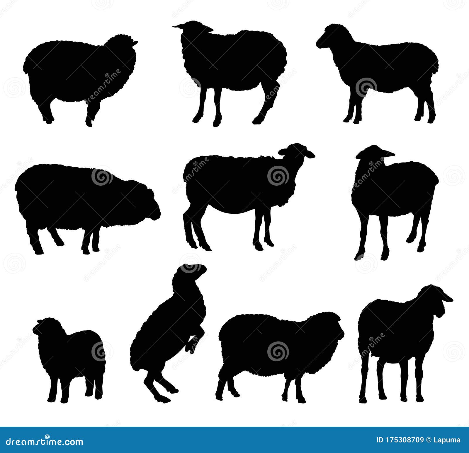 Sheep Breeding. Set of Simple Vector Illustrations on a White Stock ...