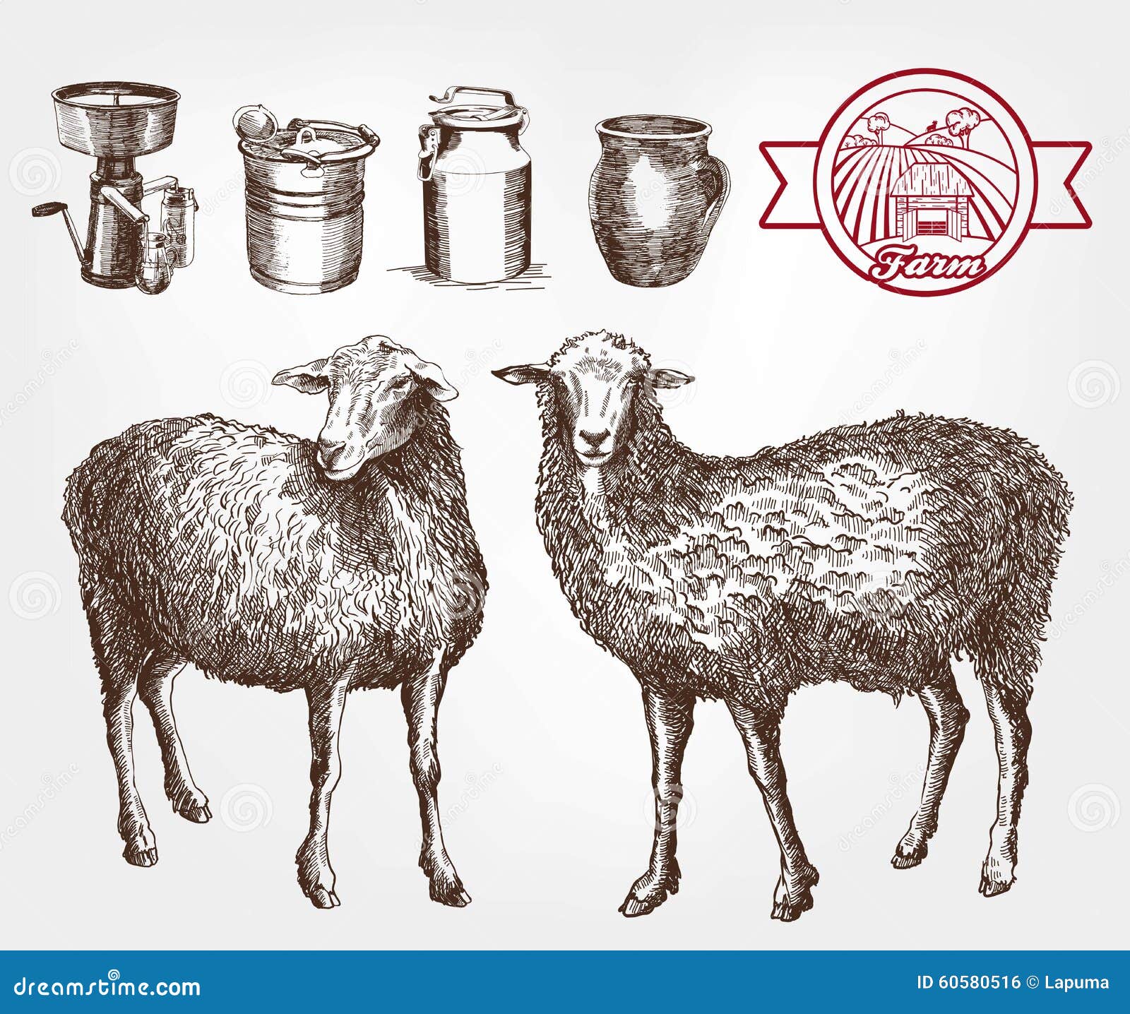 Sheep Breeding Infographics Cartoon Vector | CartoonDealer.com #111512383