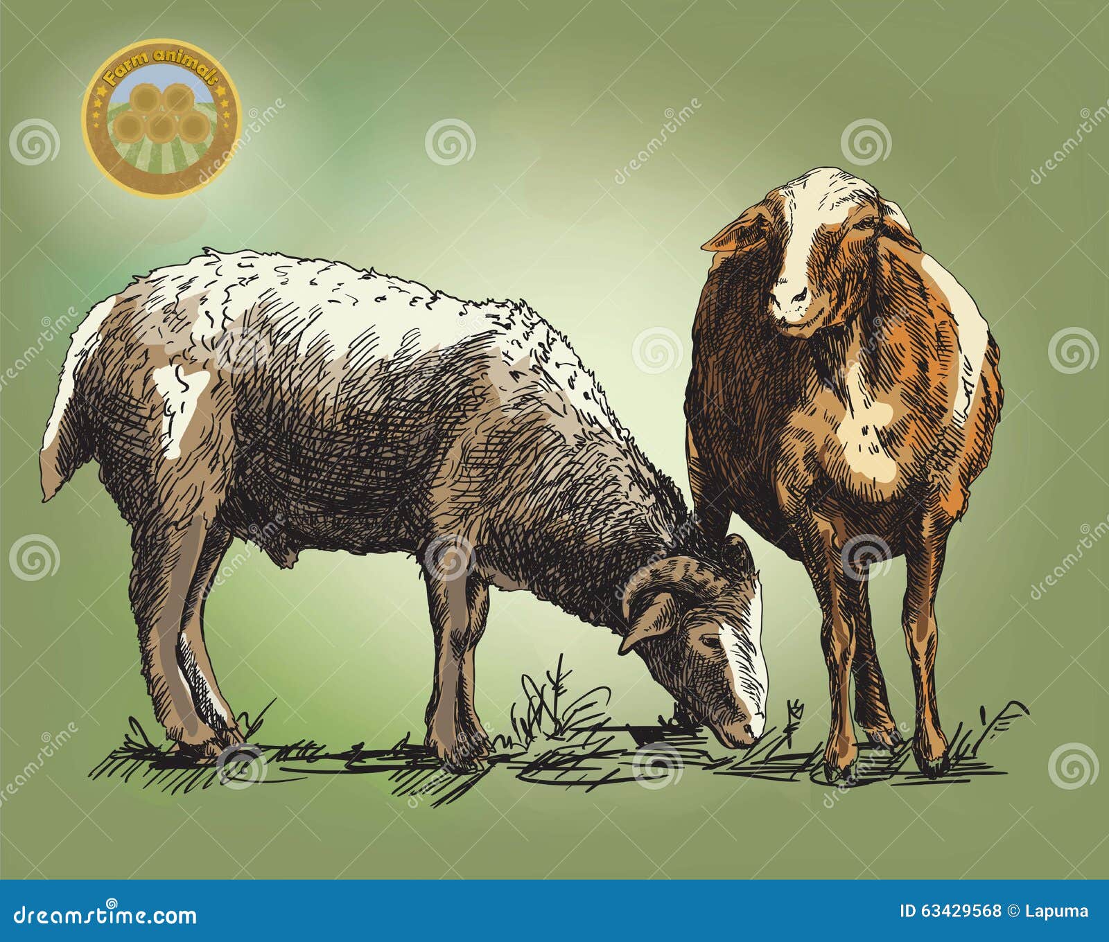 Sheep breeding sketch stock vector. Illustration of livestock - 63429568