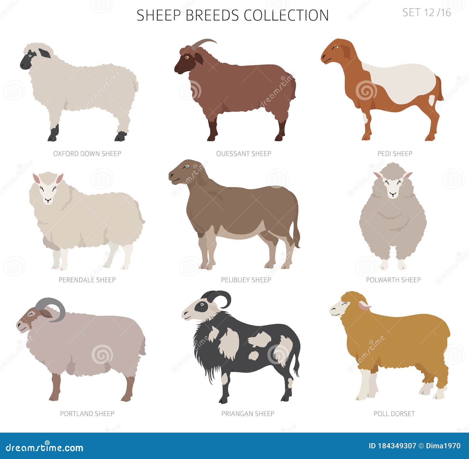 Sheep Breeds Collection 12. Farm Animals Set Stock Vector ...