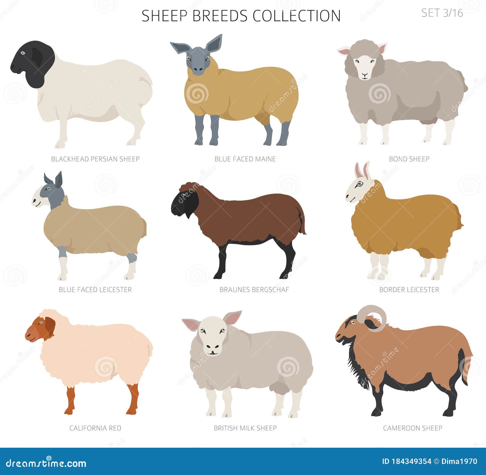Sheep Breeds Collection 4. Farm Animals Set Stock Vector - Illustration ...