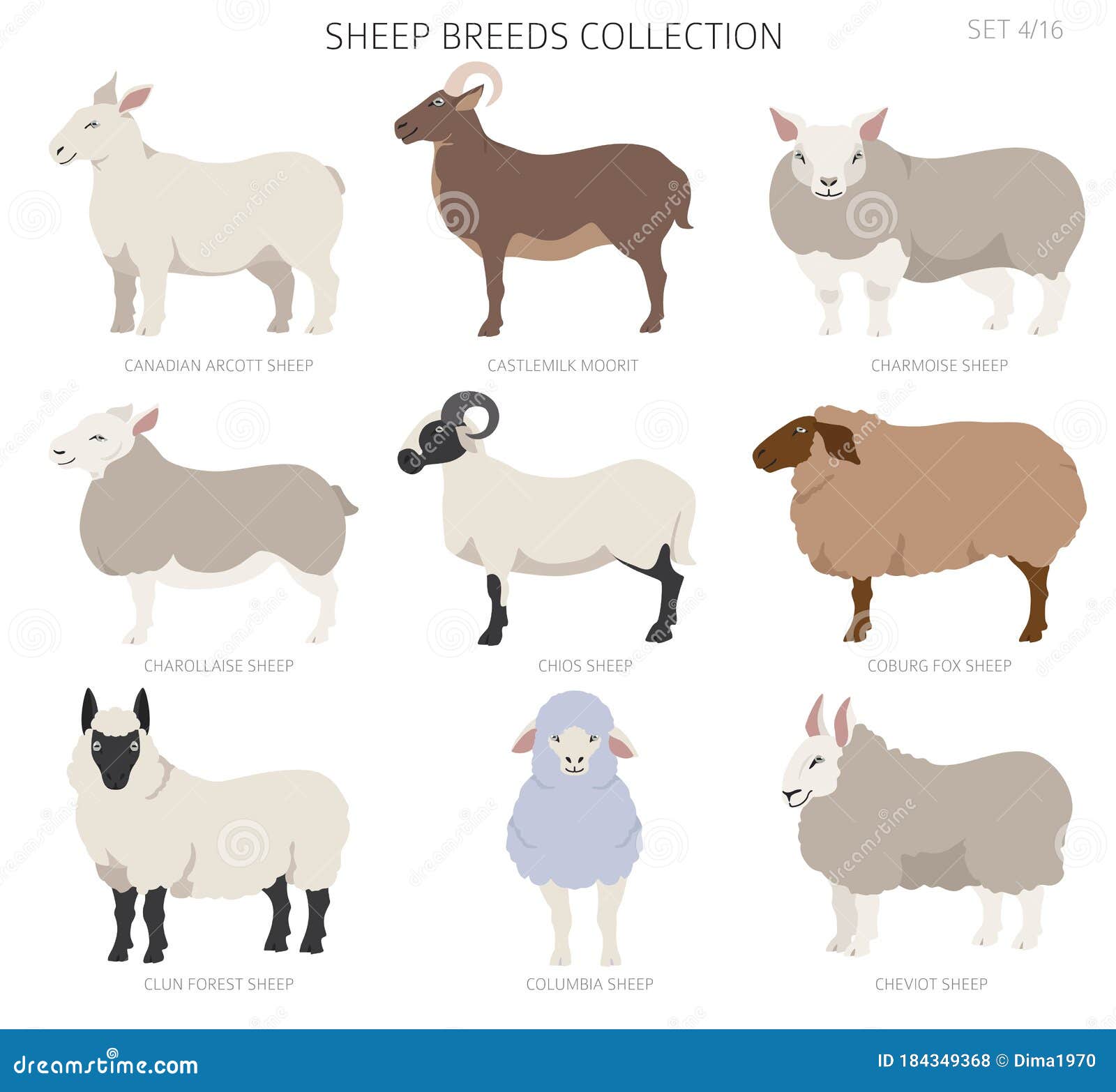Sheep Breeds Collection 4. Farm Animals Set Stock Vector - Illustration ...