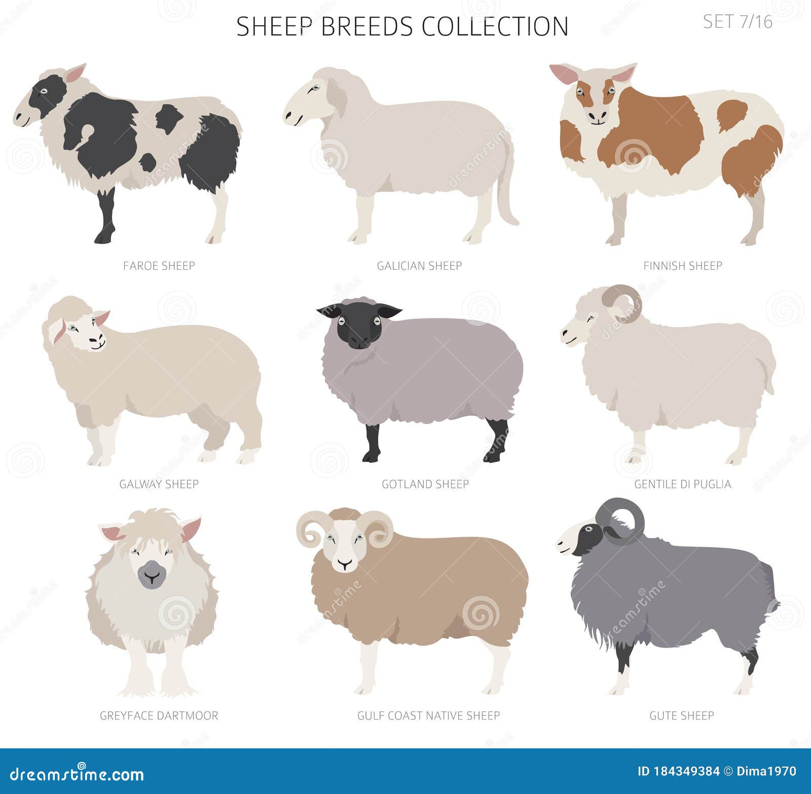 Sheep Breeds Collection 7. Farm Animals Set Stock Vector - Illustration ...