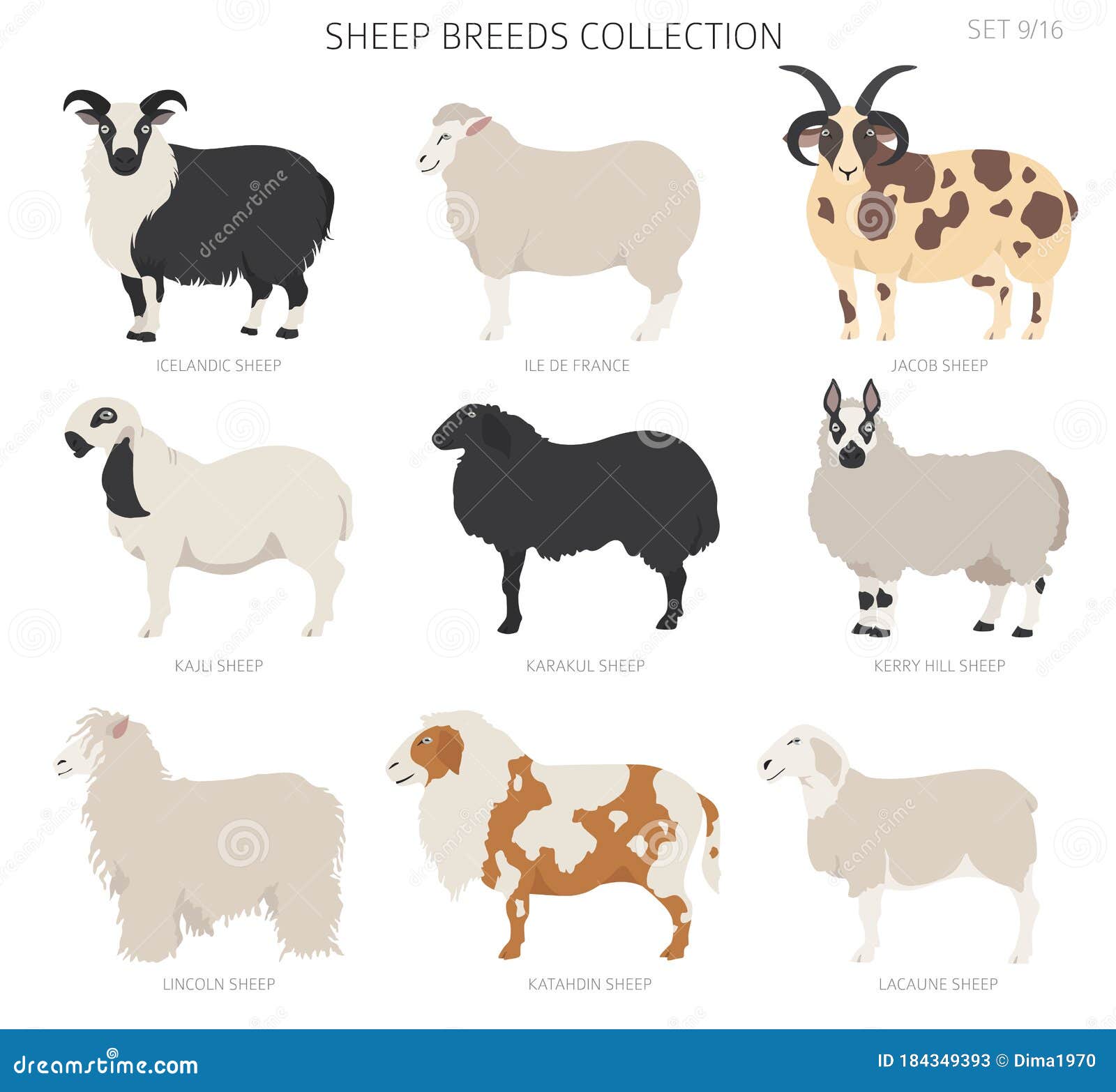 Sheep Breeds Stock Illustrations – 115 Sheep Breeds Stock Illustrations ...