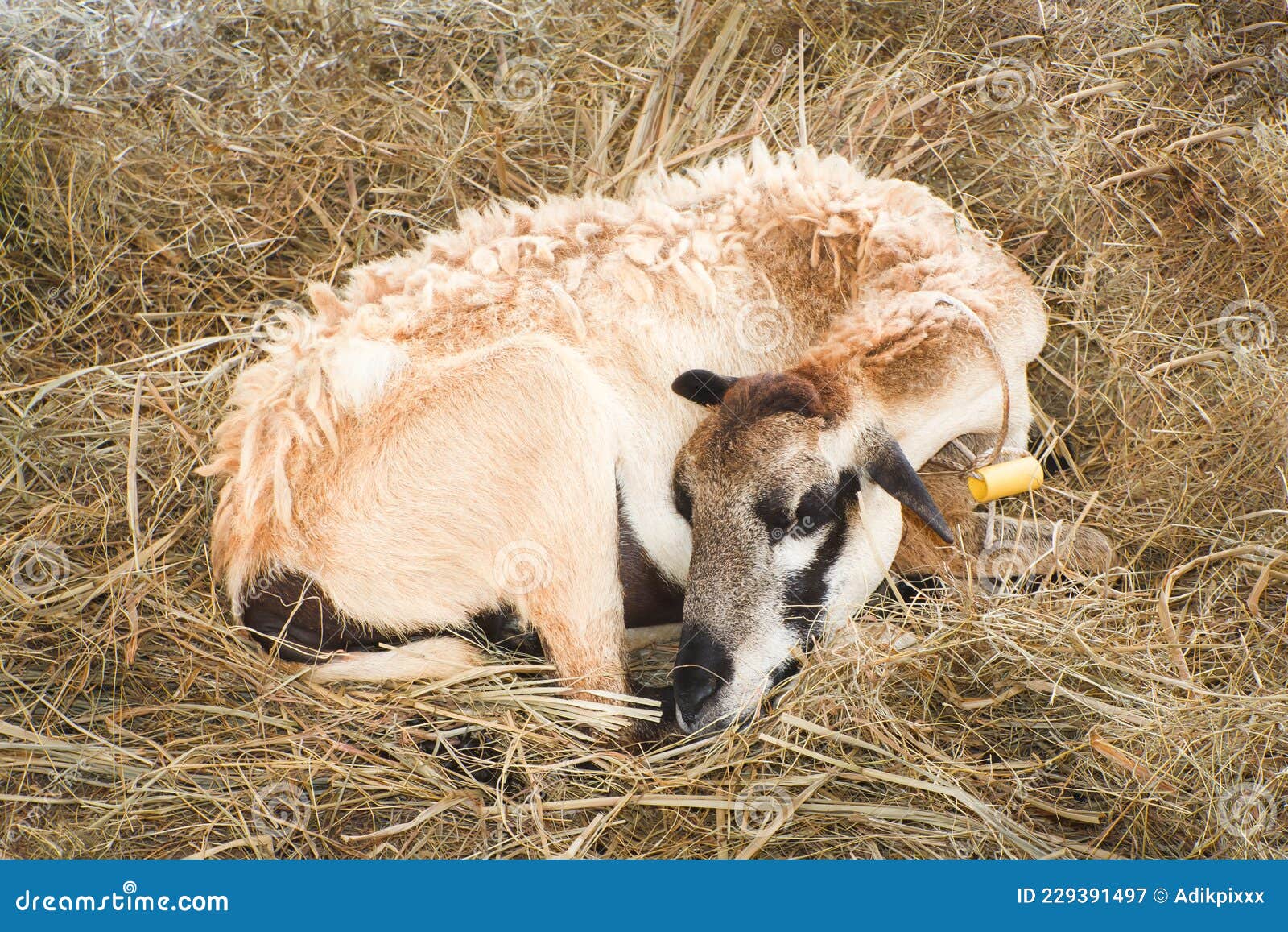 Sheep stock image. Image of infant, hair, breeds, animal - 229391497