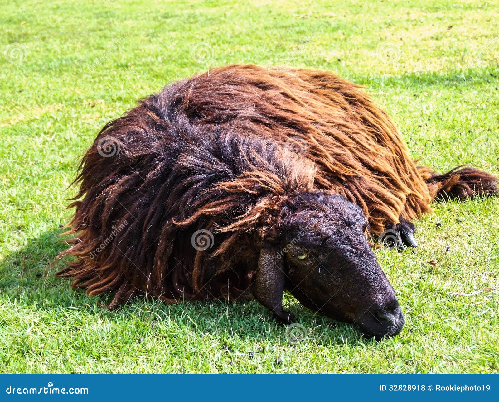 Sheep stock photo. Image of meadow, farm, fleece, cute - 32828918