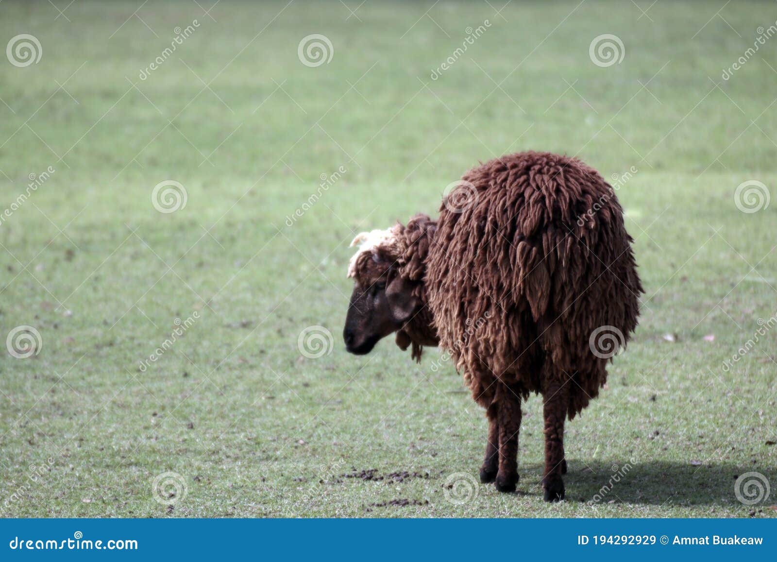 Sheep Brown Cute Standing on the Grass, Alone Sheep on the Meadow Stock ...