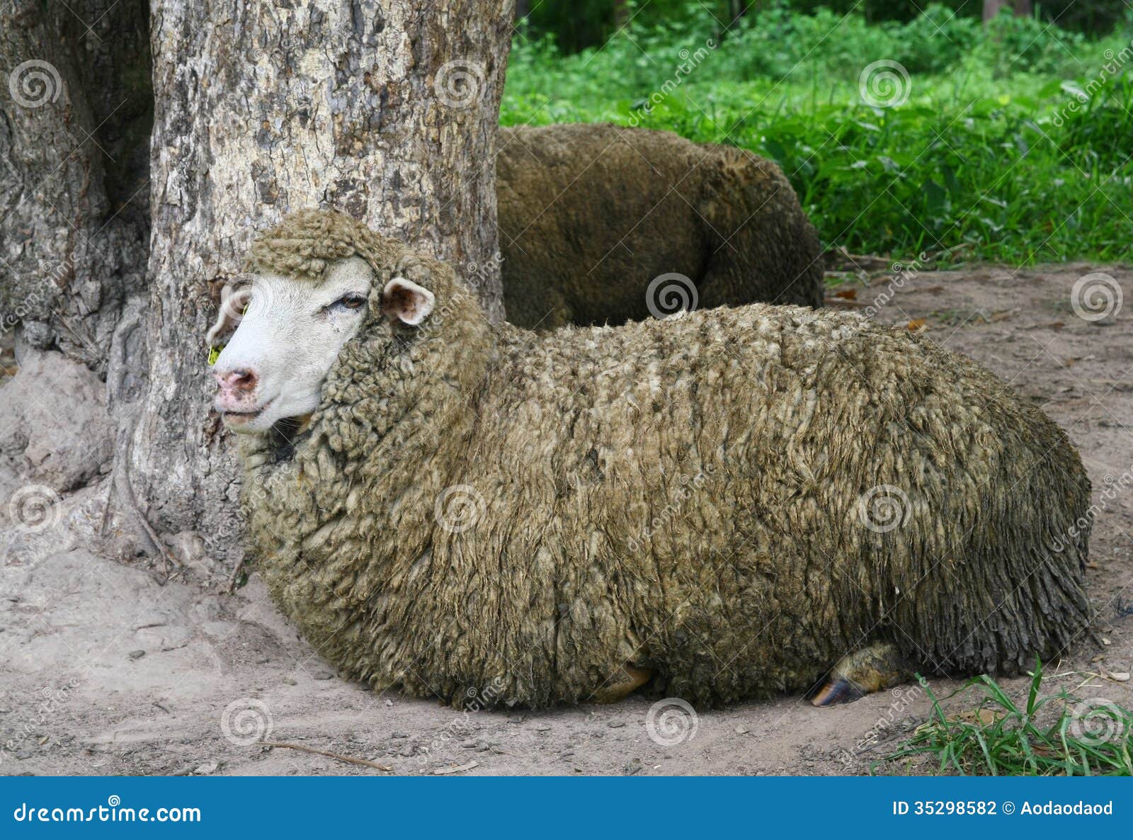 Sheep stock photo. Image of cute, kingdom, holiday, farm - 35298582