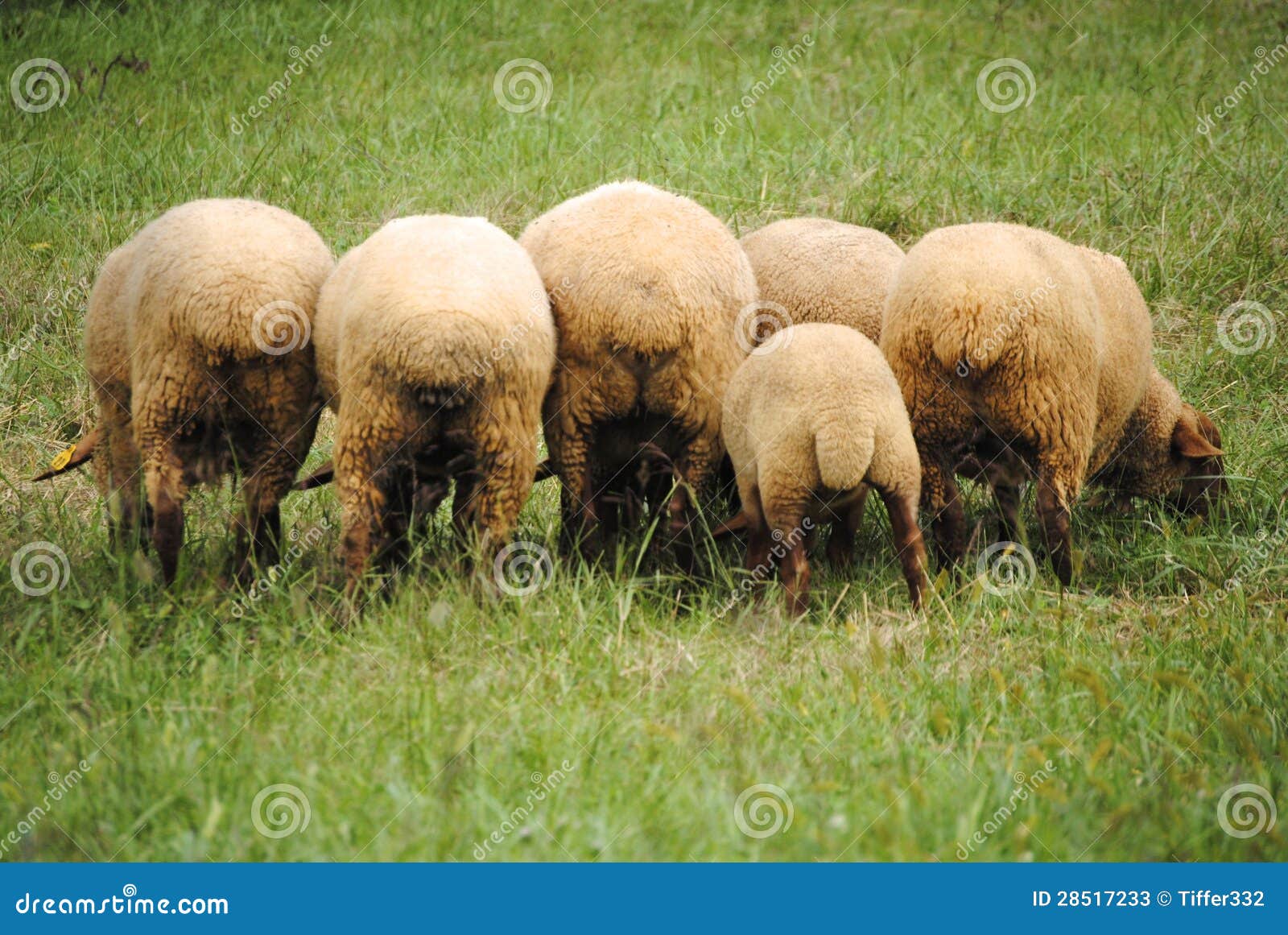 Sheep butts stock image. Image of farm, herd, grass, animals - 28517233