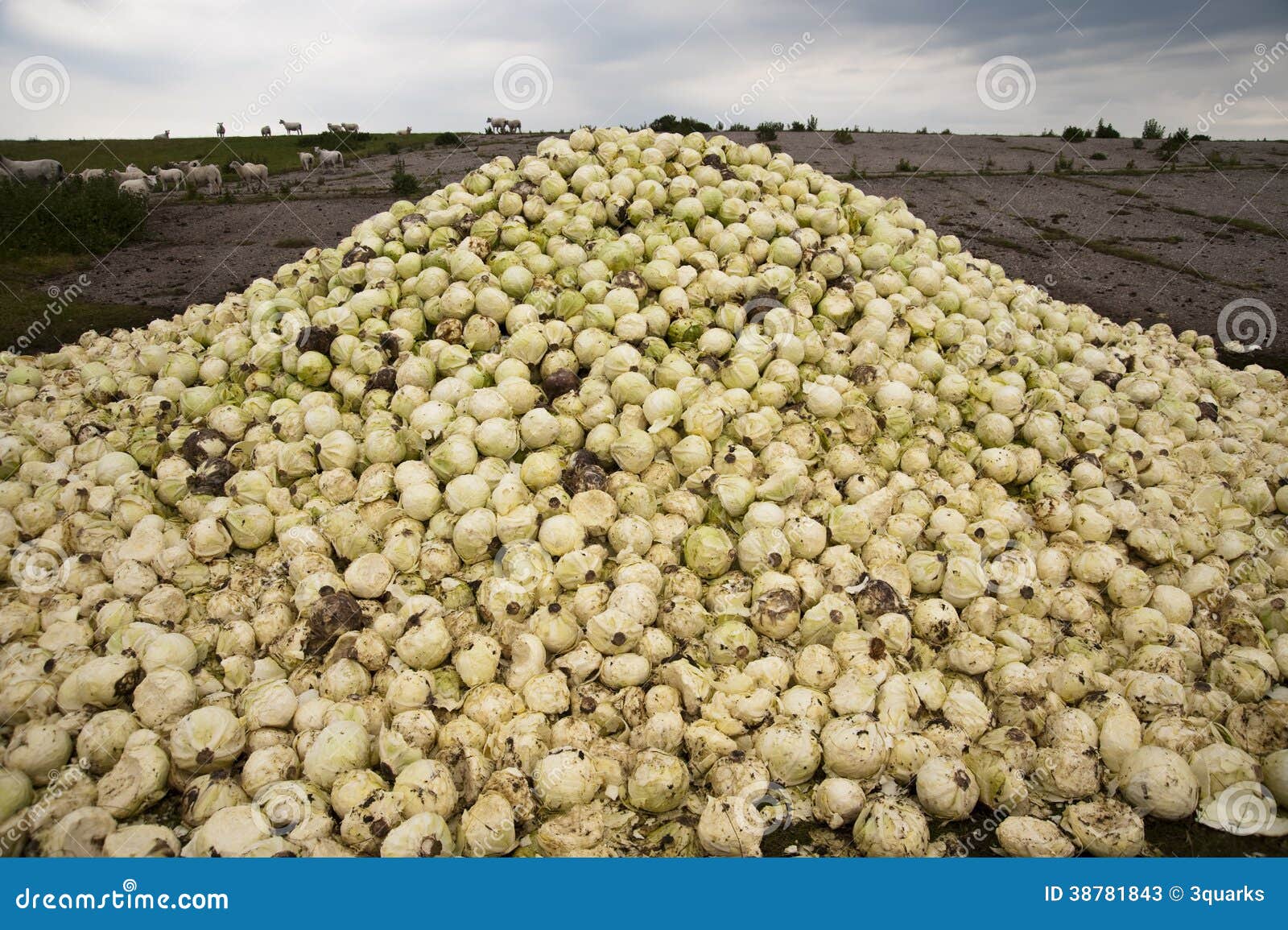 Sheep and cabbage stock image. Image of meadows, farm - 38781843