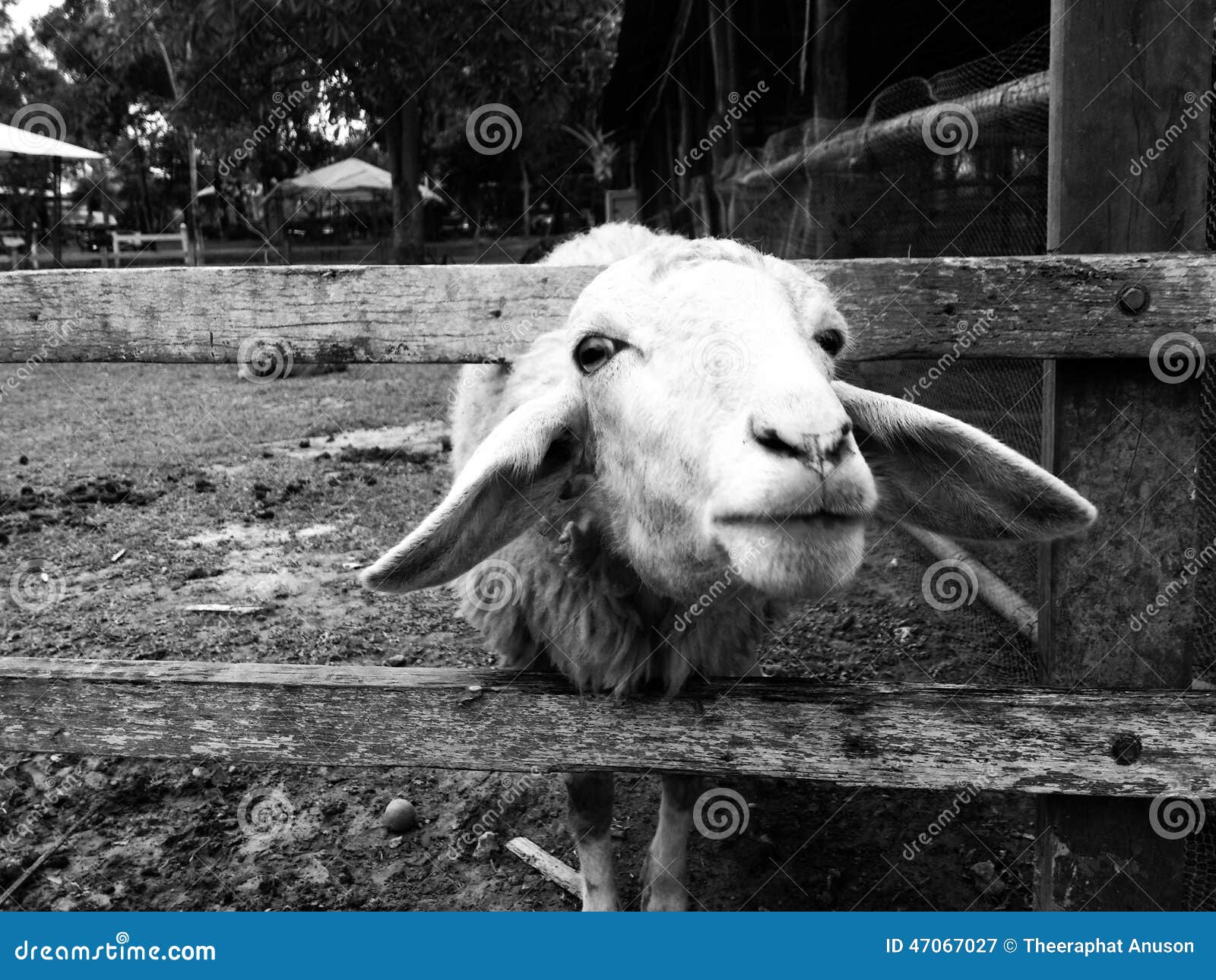 Sheep in a cage stock image. Image of cage, sheep, field - 47067027