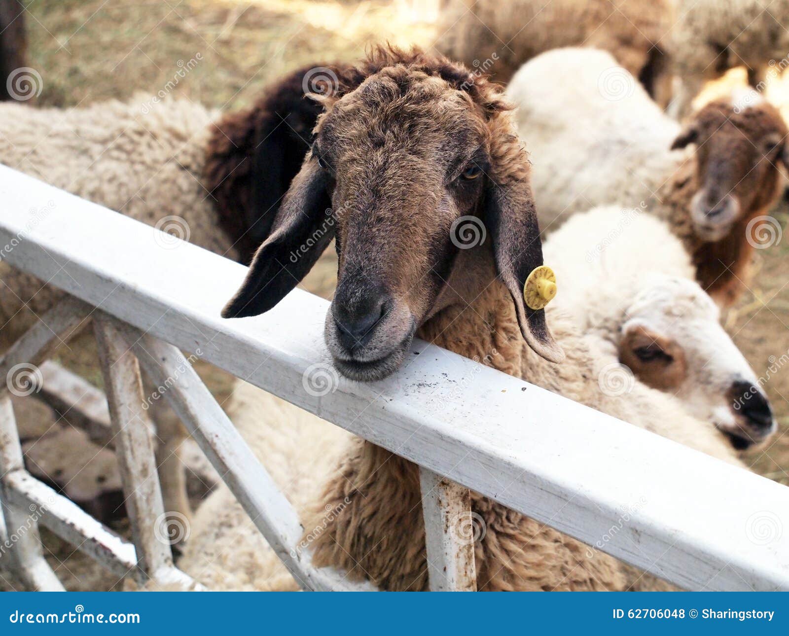 Sheep in the cage stock photo. Image of green, side, studio - 62706048