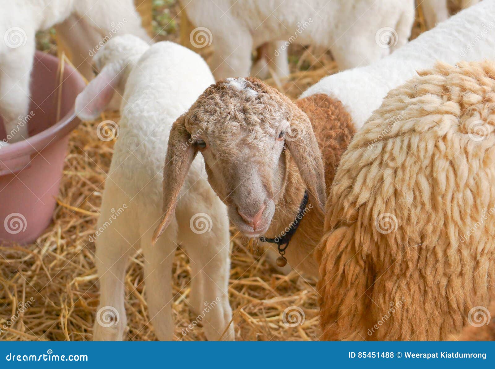 Sheep in a cage stock photo. Image of farming, nature - 85451488