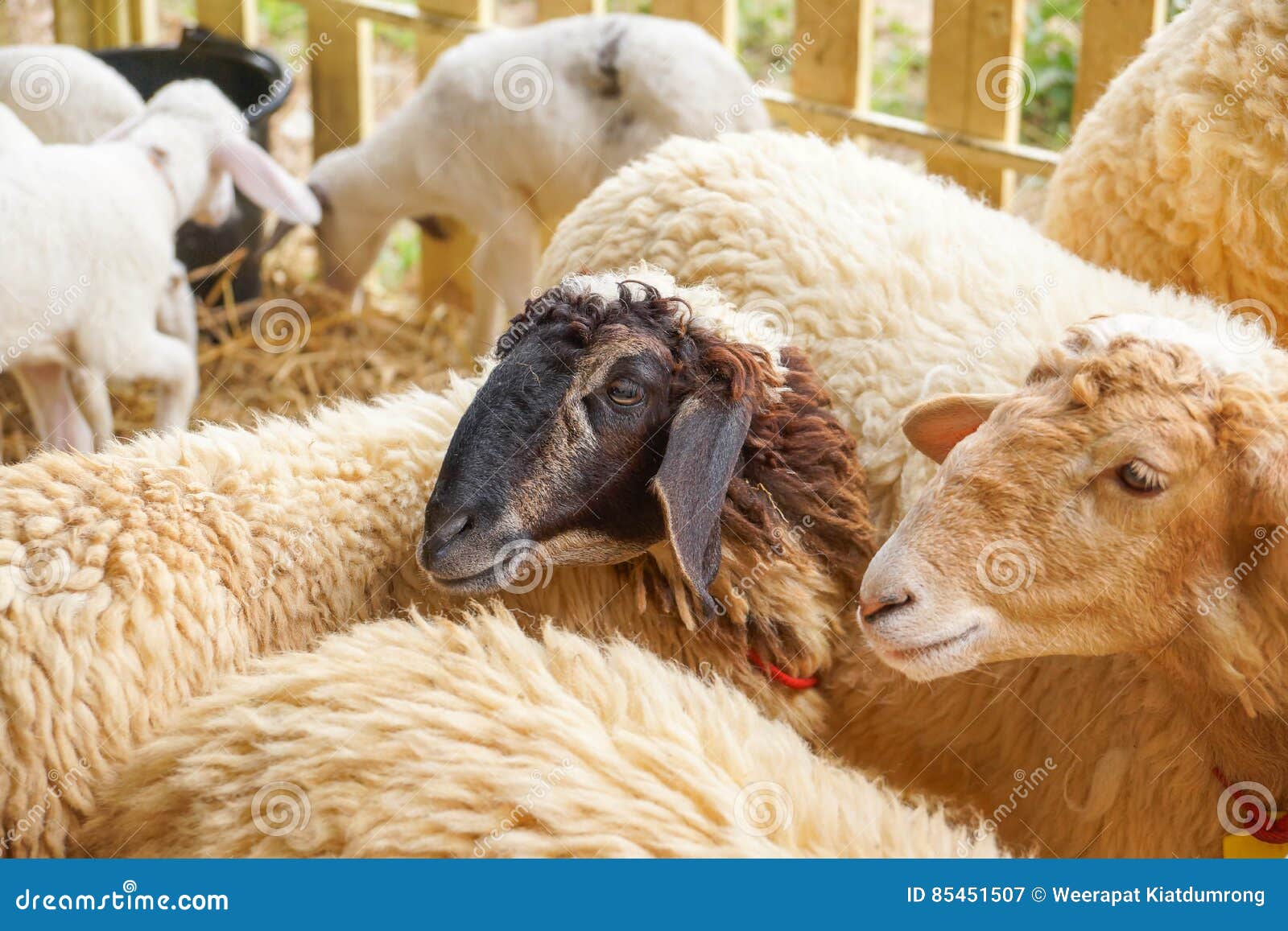 Sheep in a cage stock image. Image of rural, white, sheep - 85451507