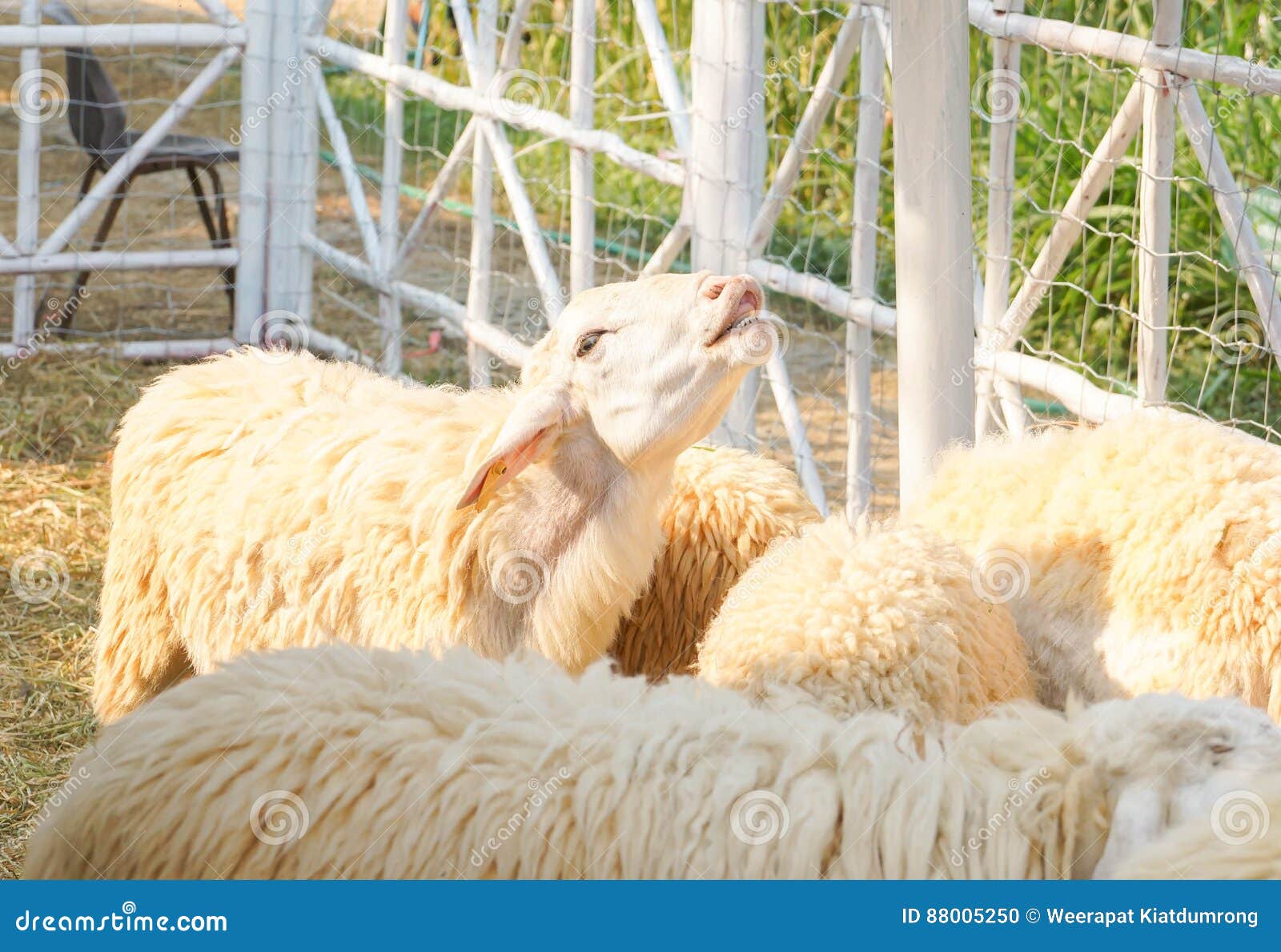 Sheep in a cage stock photo. Image of lamb, grass, wool - 88005250