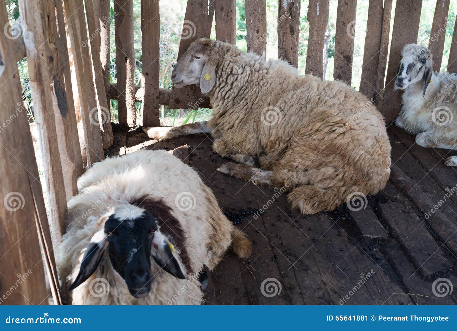 Sheep with cage stock image. Image of sheep, side, farm - 65641881