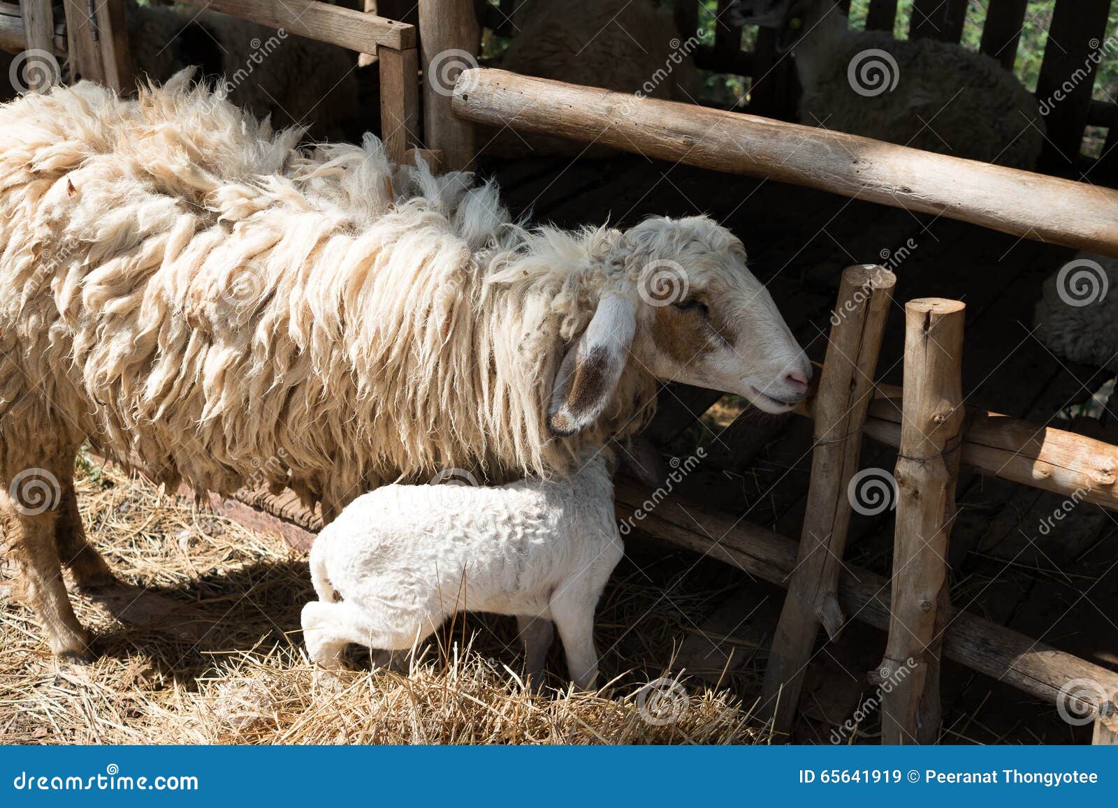 Sheep with cage stock image. Image of animal, lamb, organic - 65641919
